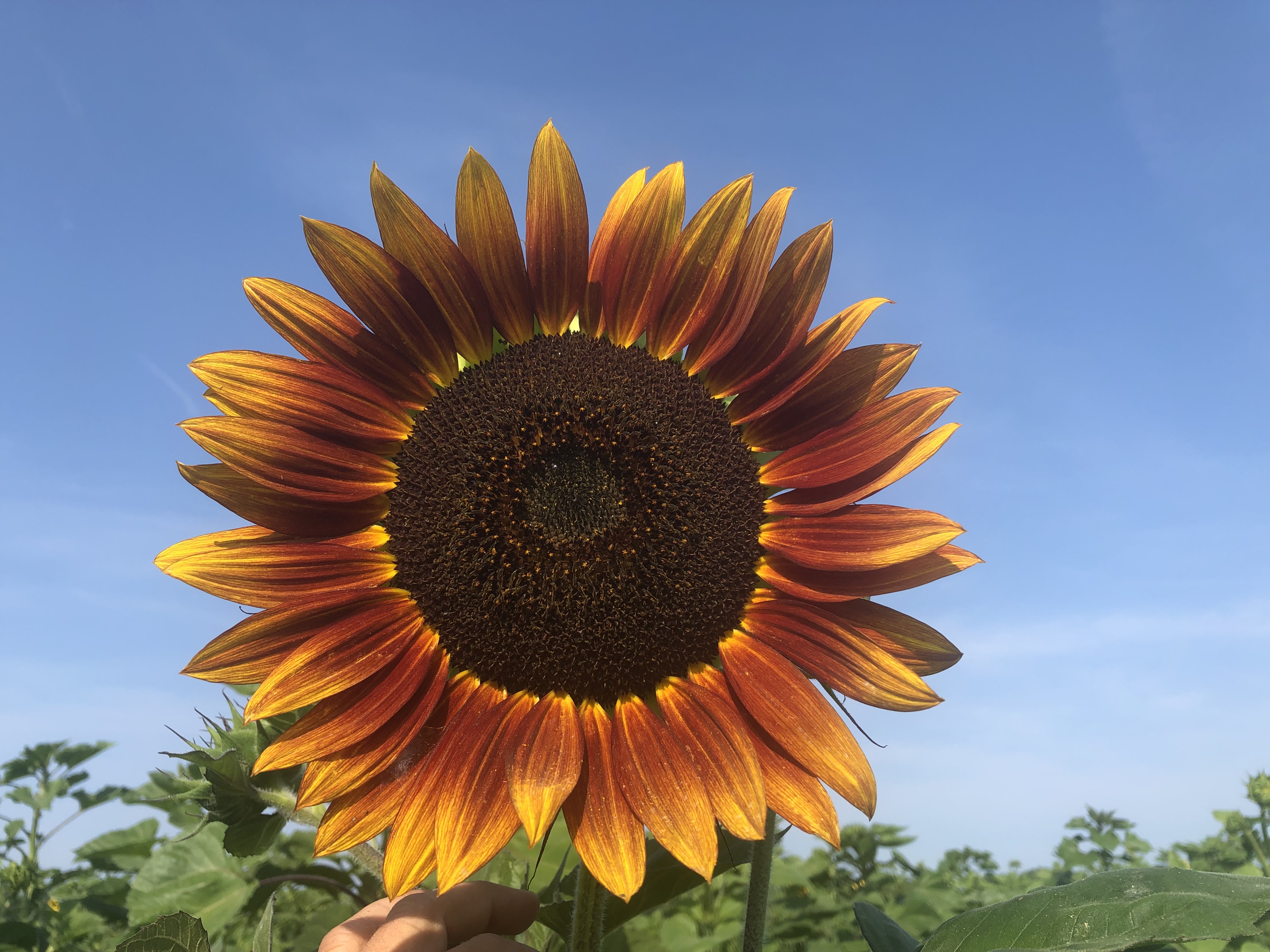 Gull Meadow Farms Sunflower Festival - mlive.com
