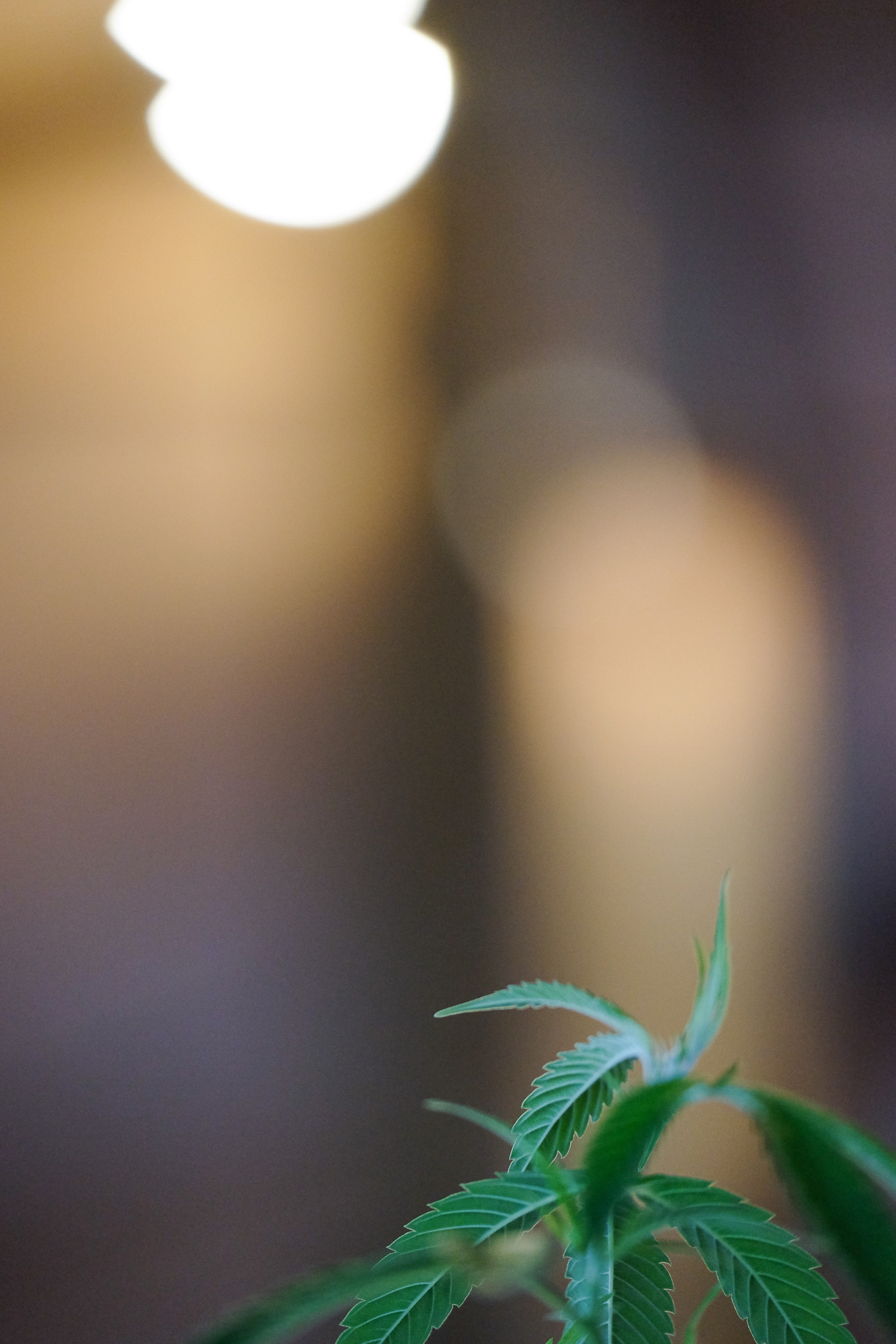 Hemp growers and trade organization reps discuss industry future - mlive.com