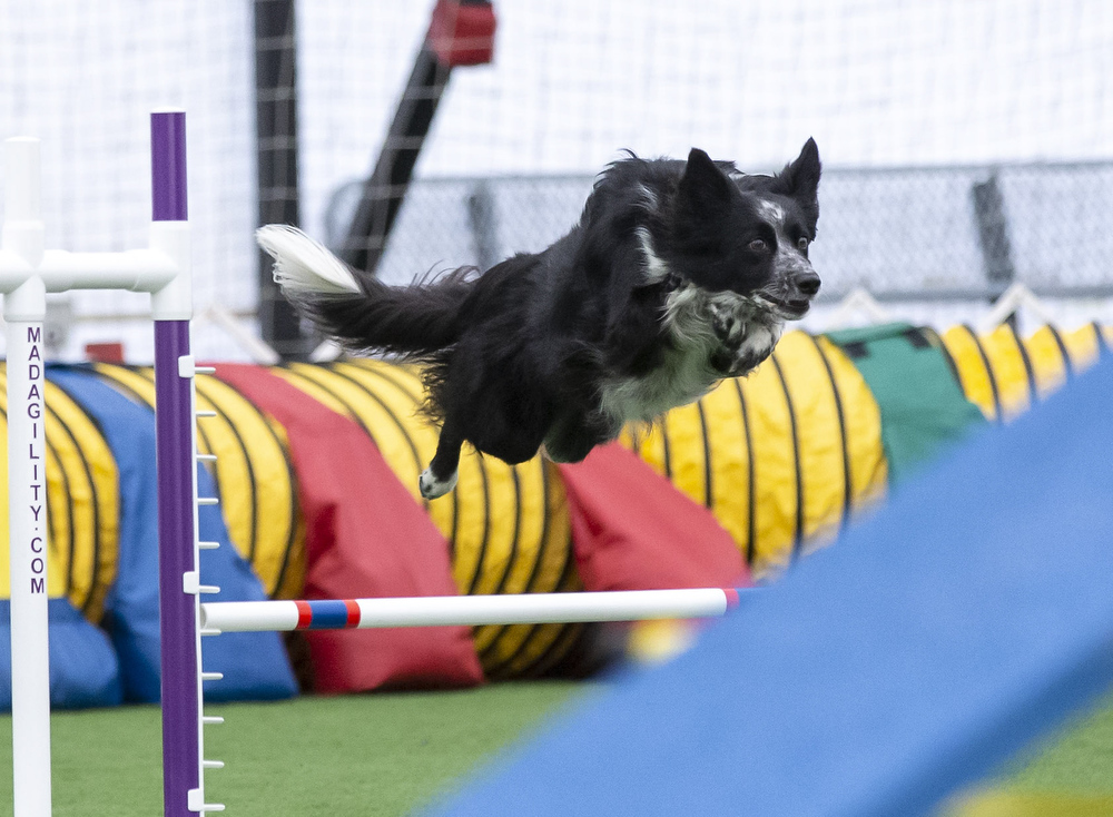 The 2019 USDAA Mid-Atlantic Dog Agility Showcase - pennlive.com