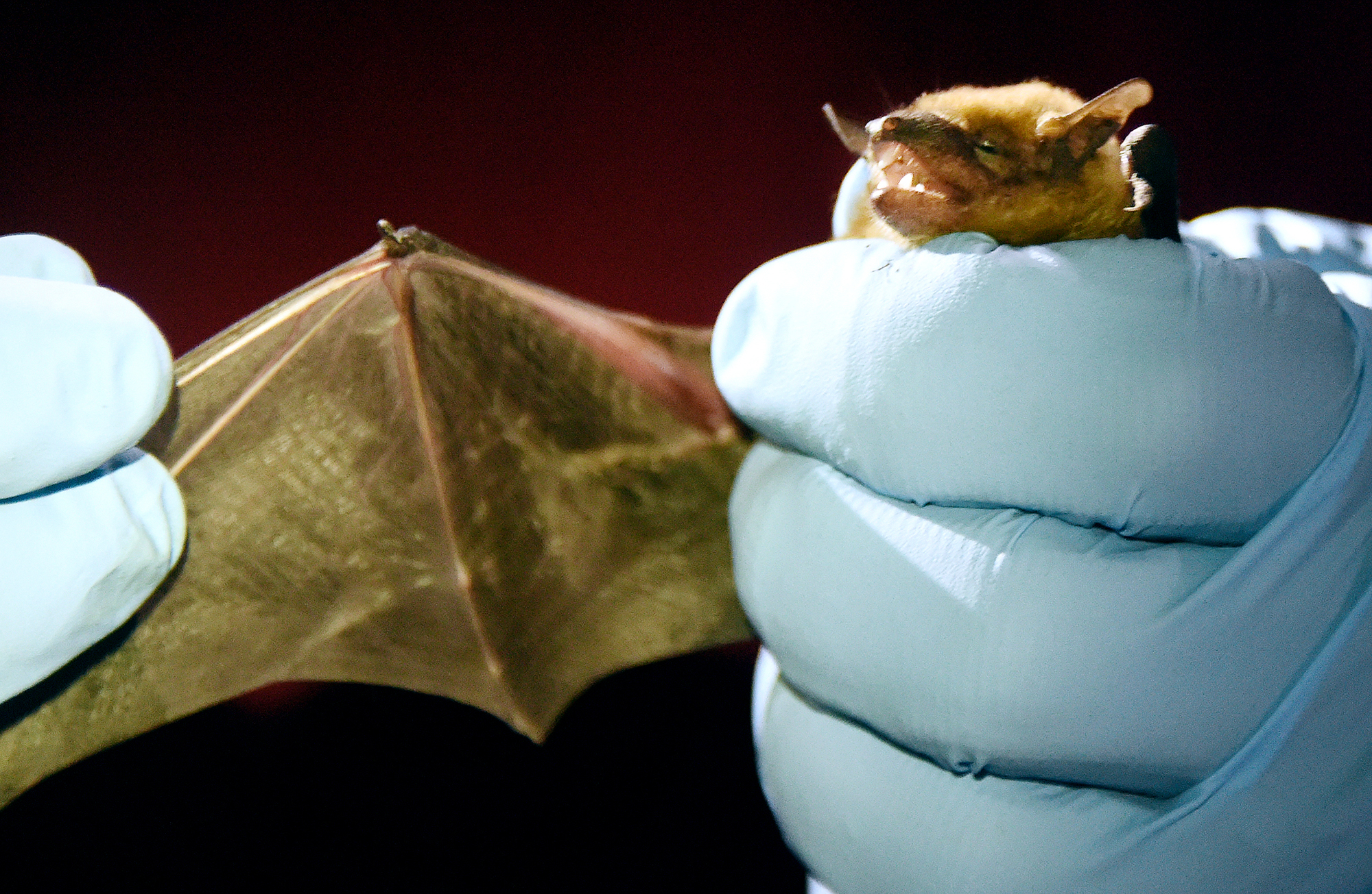 Ruffner Mountain bat research - al.com