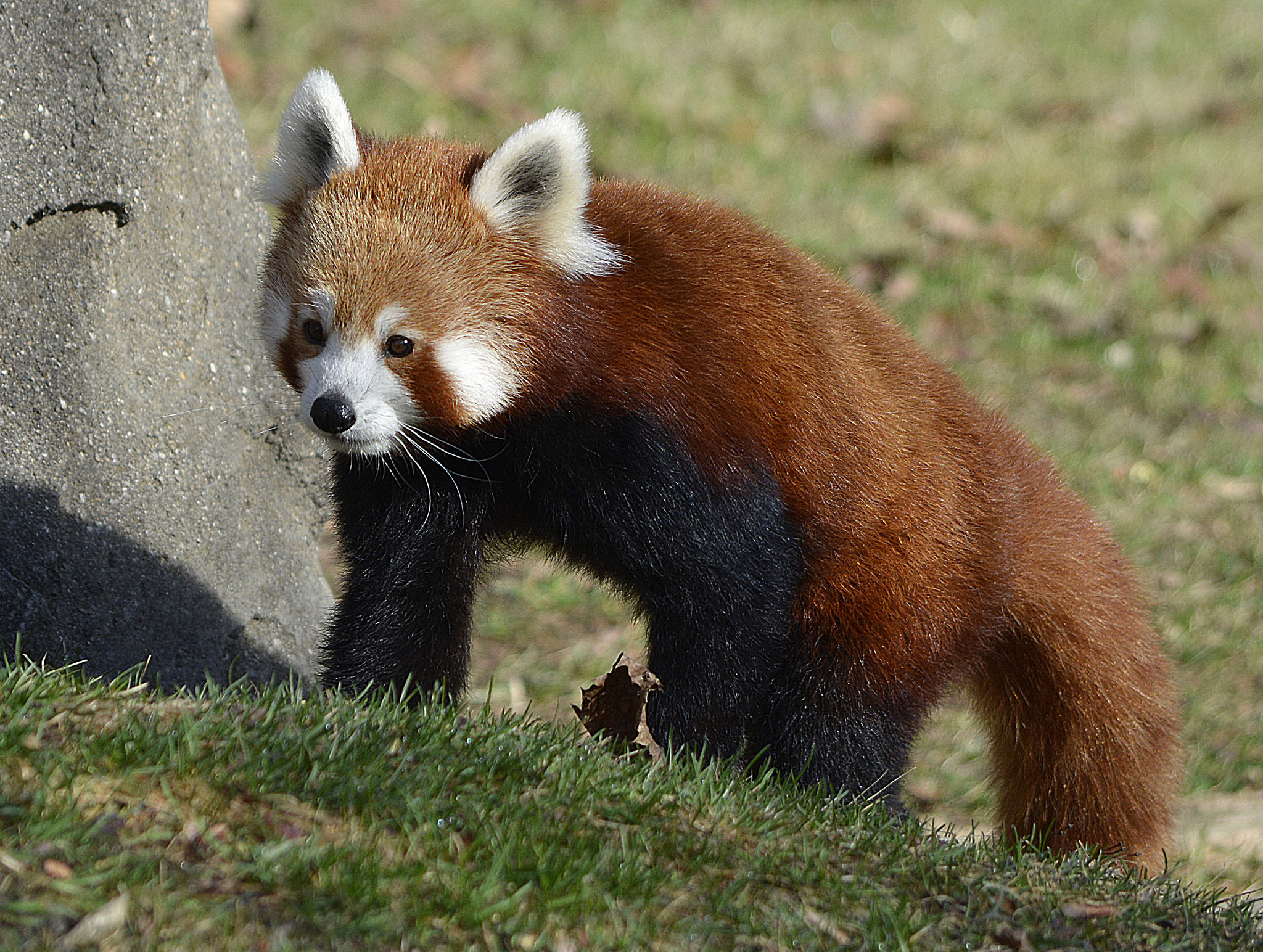 Detroit Zoo shows off expanded Red Panda exhibit after $500K donation ...