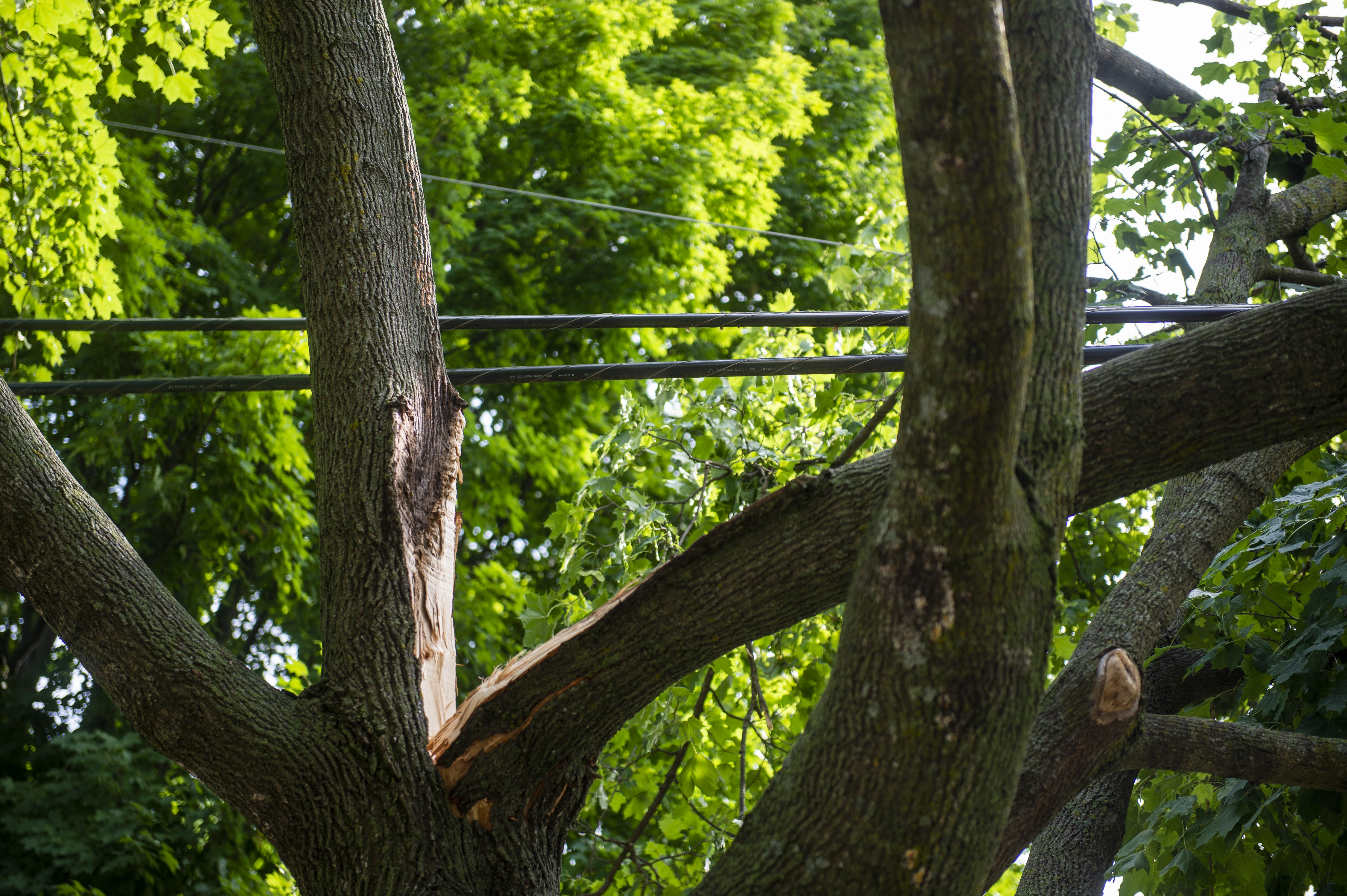 Storm takes down trees, power lines in Frankenmuth area - mlive.com