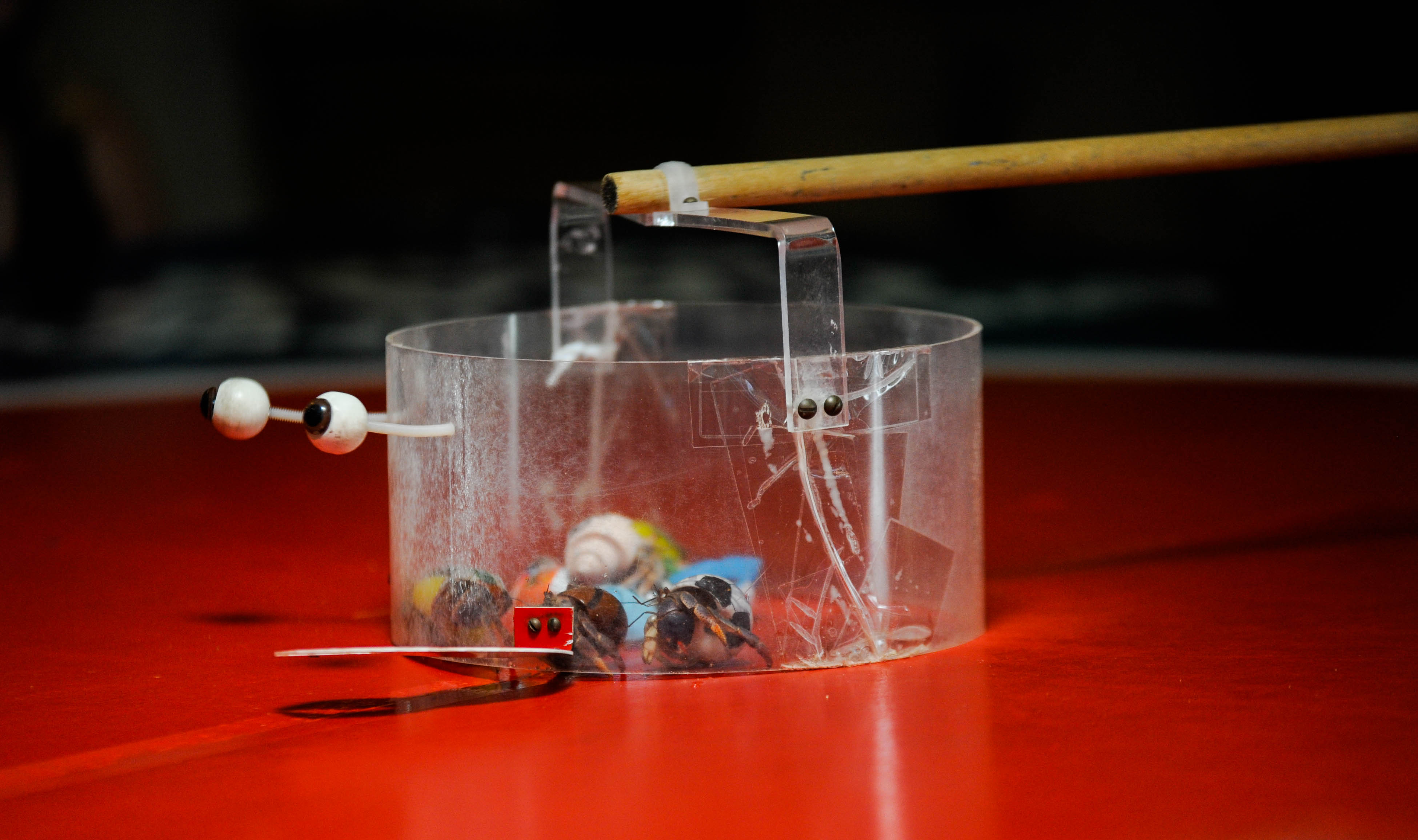 Crabs compete at the annual Great American Crab Races - mlive.com