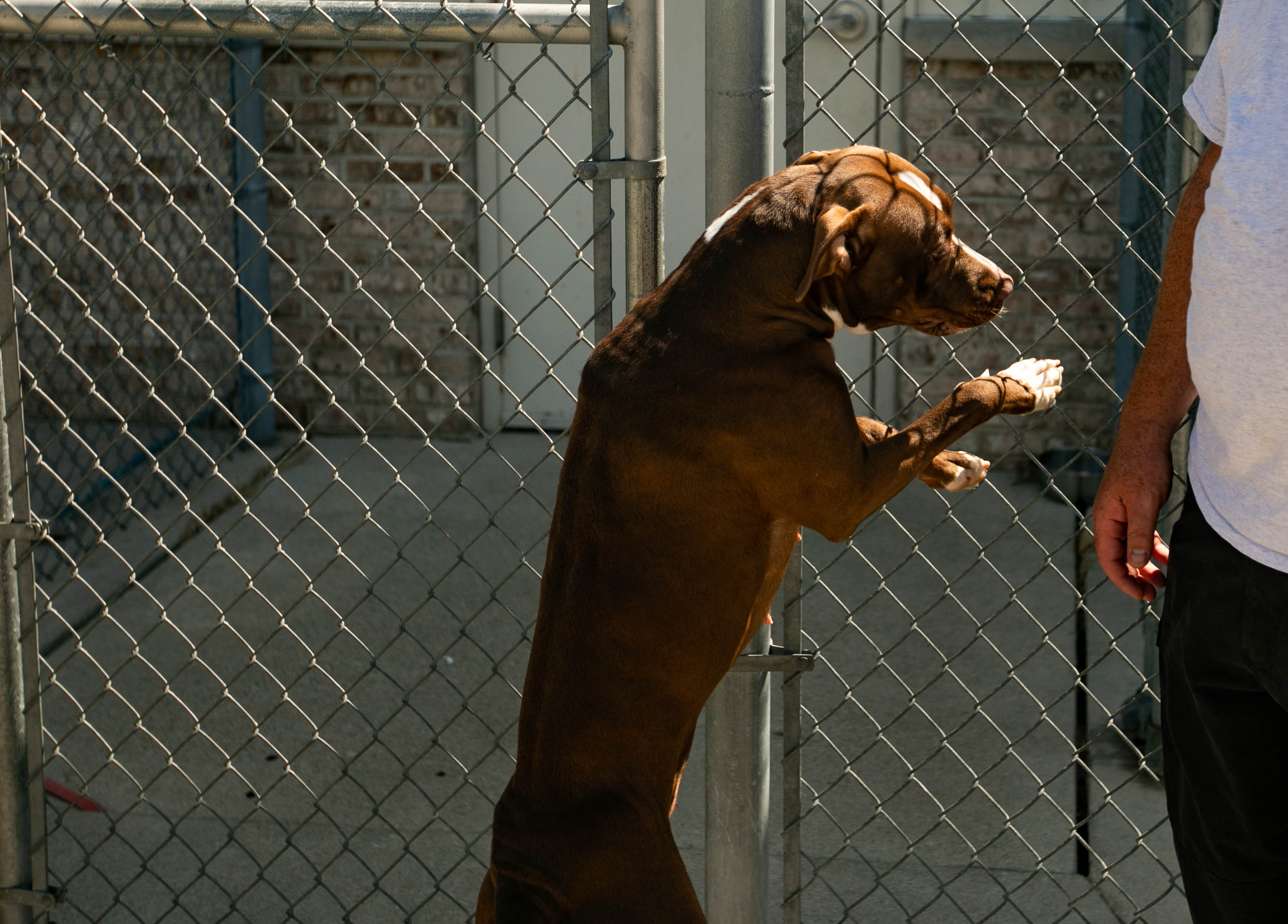 These furry friends at Bay County Animal Control need homes - mlive.com