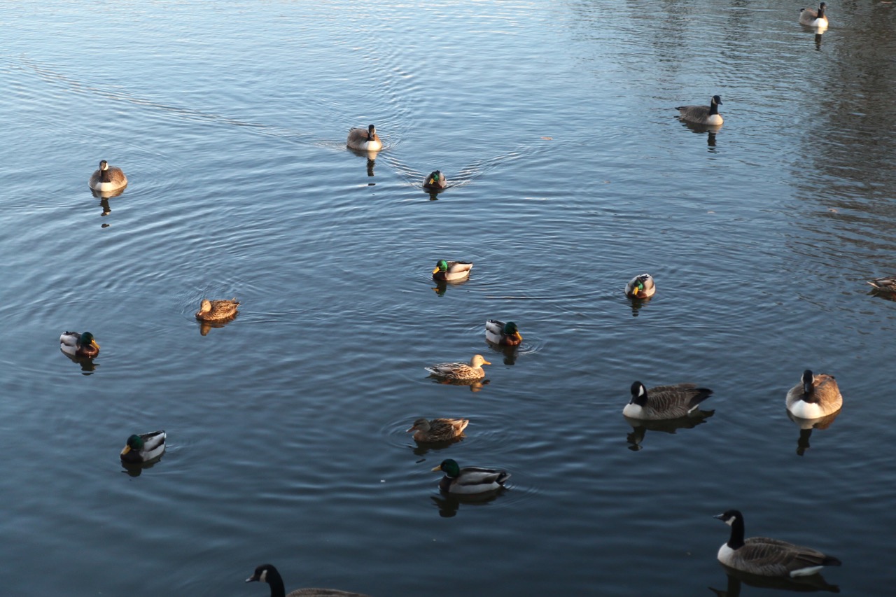 Staten Islanders visit local parks to enjoy spring-like weather ...