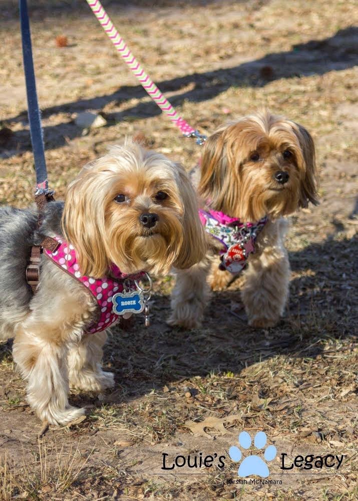 26 super cute rescue pets you can adopt this weekend on Staten Island ...