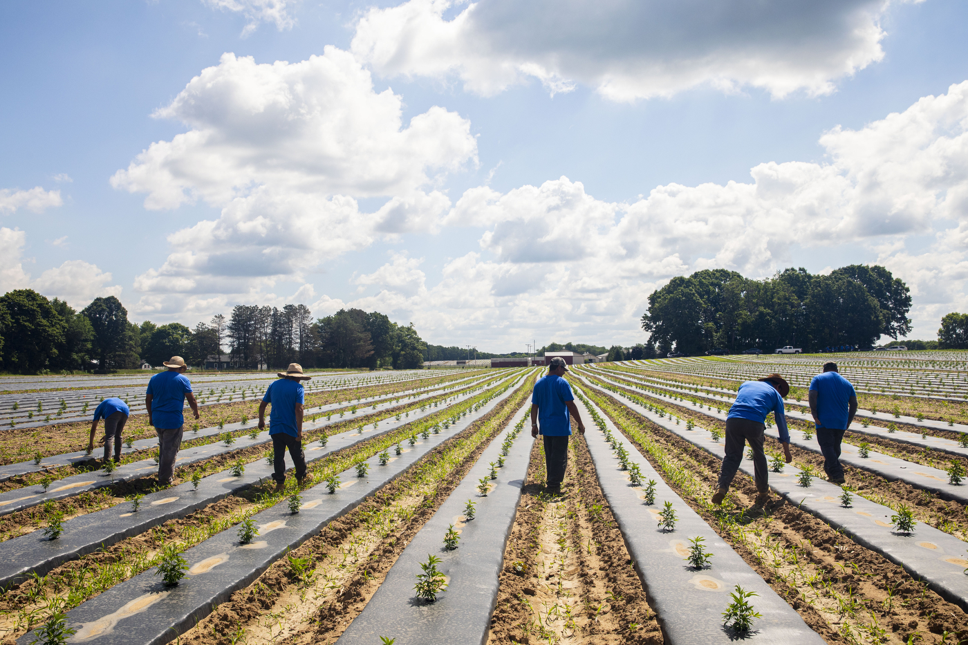 Paw Paw Hemp Company - mlive.com