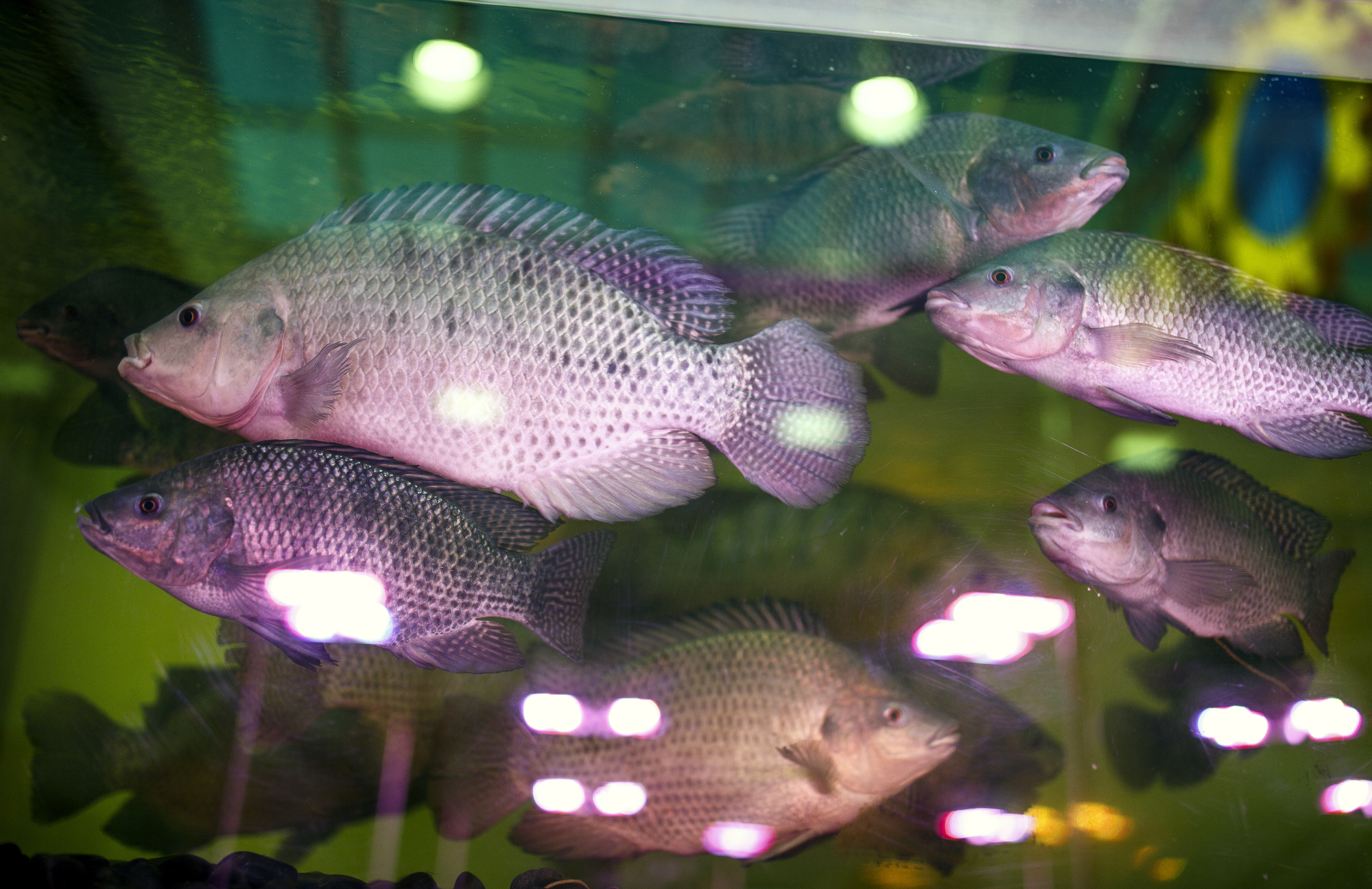 Pa. school opens largest aquaponics facility in the country - pennlive.com