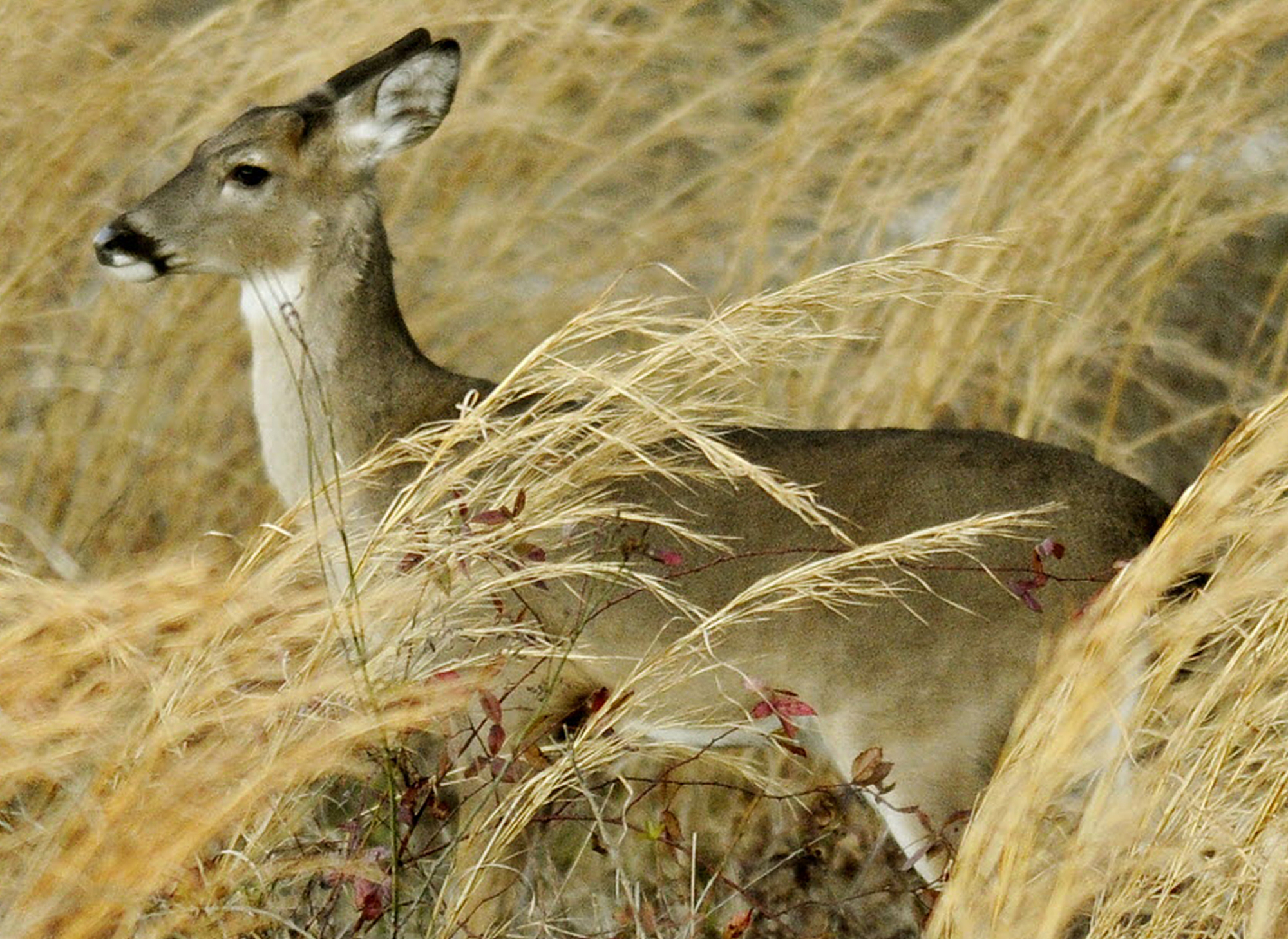 Bucks, does and fawn photographed in Alabama - al.com