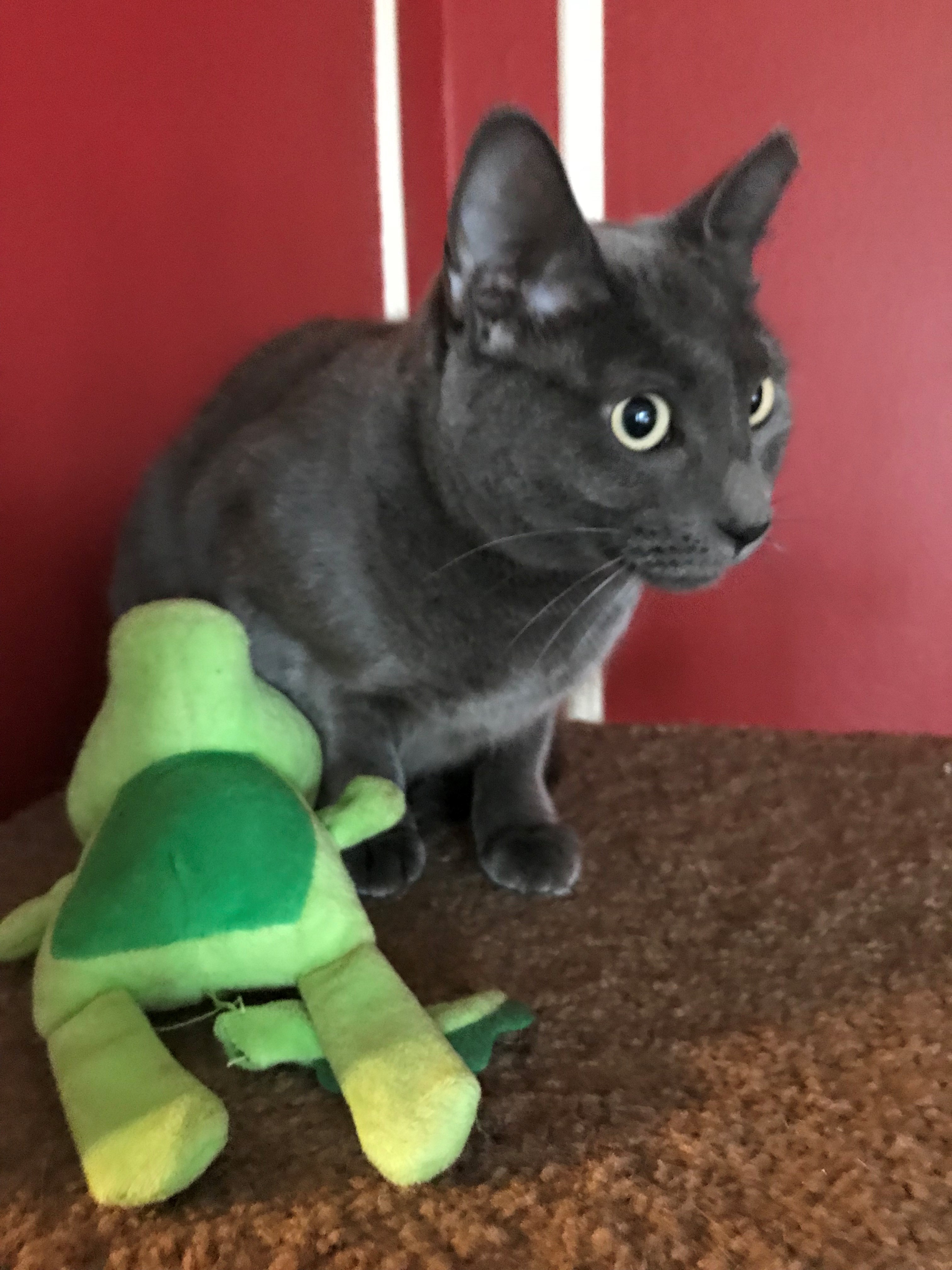 21 super cute rescue pets you can adopt this weekend on Staten Island ...