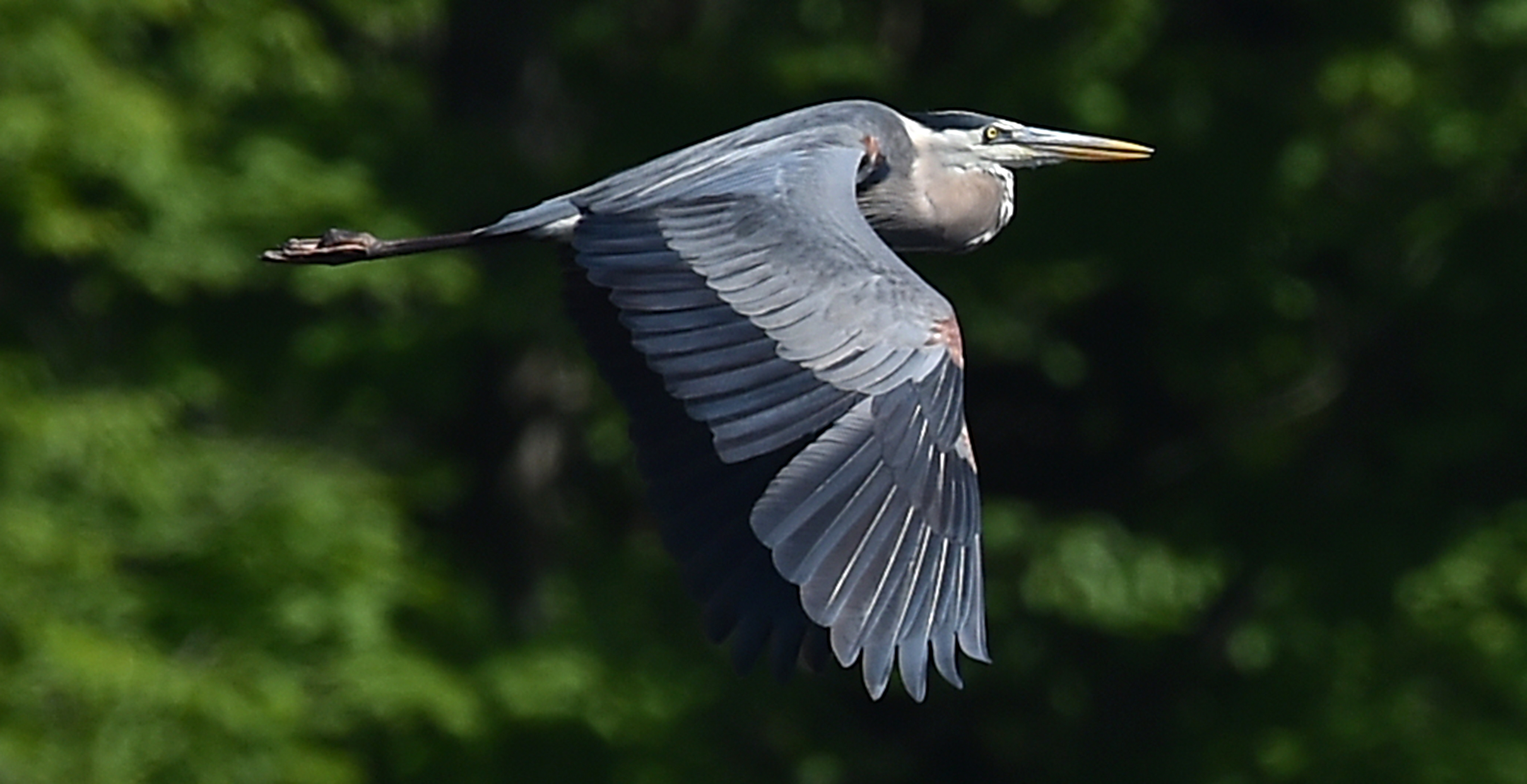 The Great Blue Heron rookery at Sterling Nature Center - syracuse.com