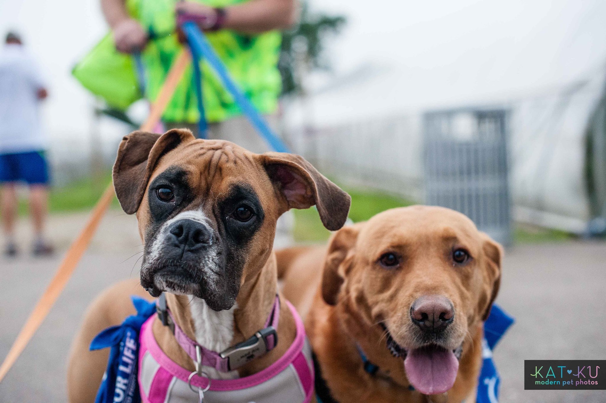 5K run with dogs helps raise funds to fight cancer - mlive.com