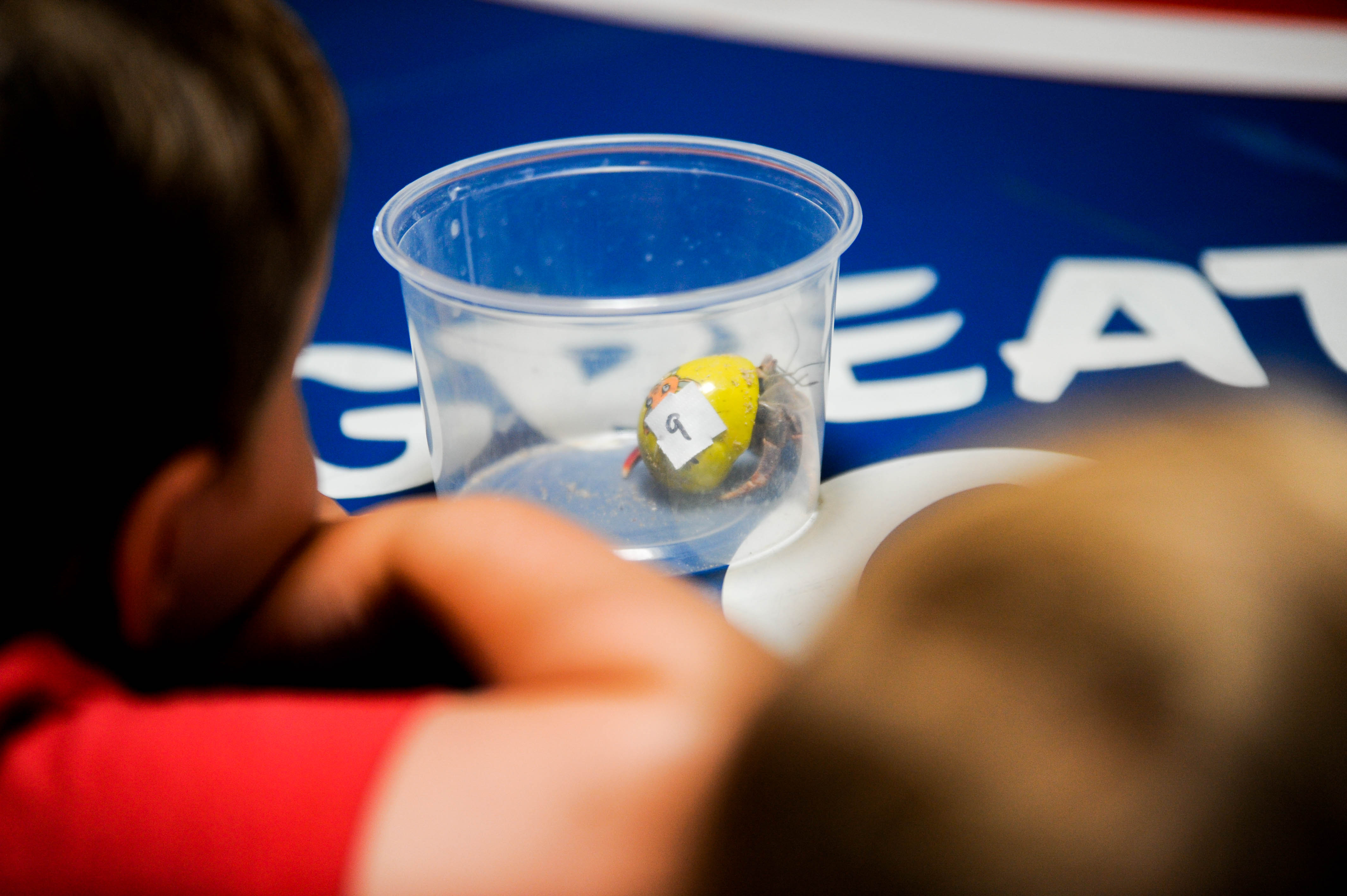 Crabs compete at the annual Great American Crab Races - mlive.com
