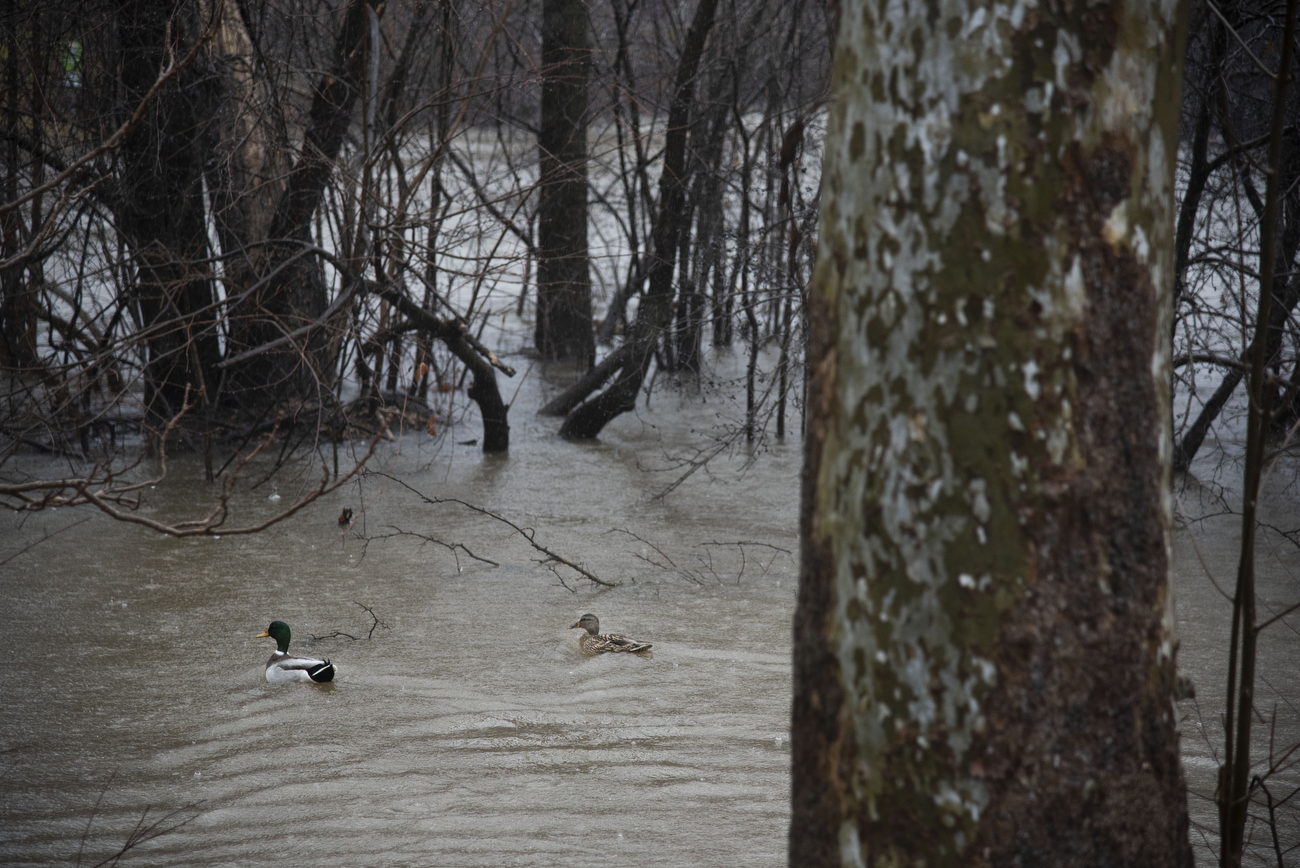 Flooding at Island Park in Ann Arbor - mlive.com