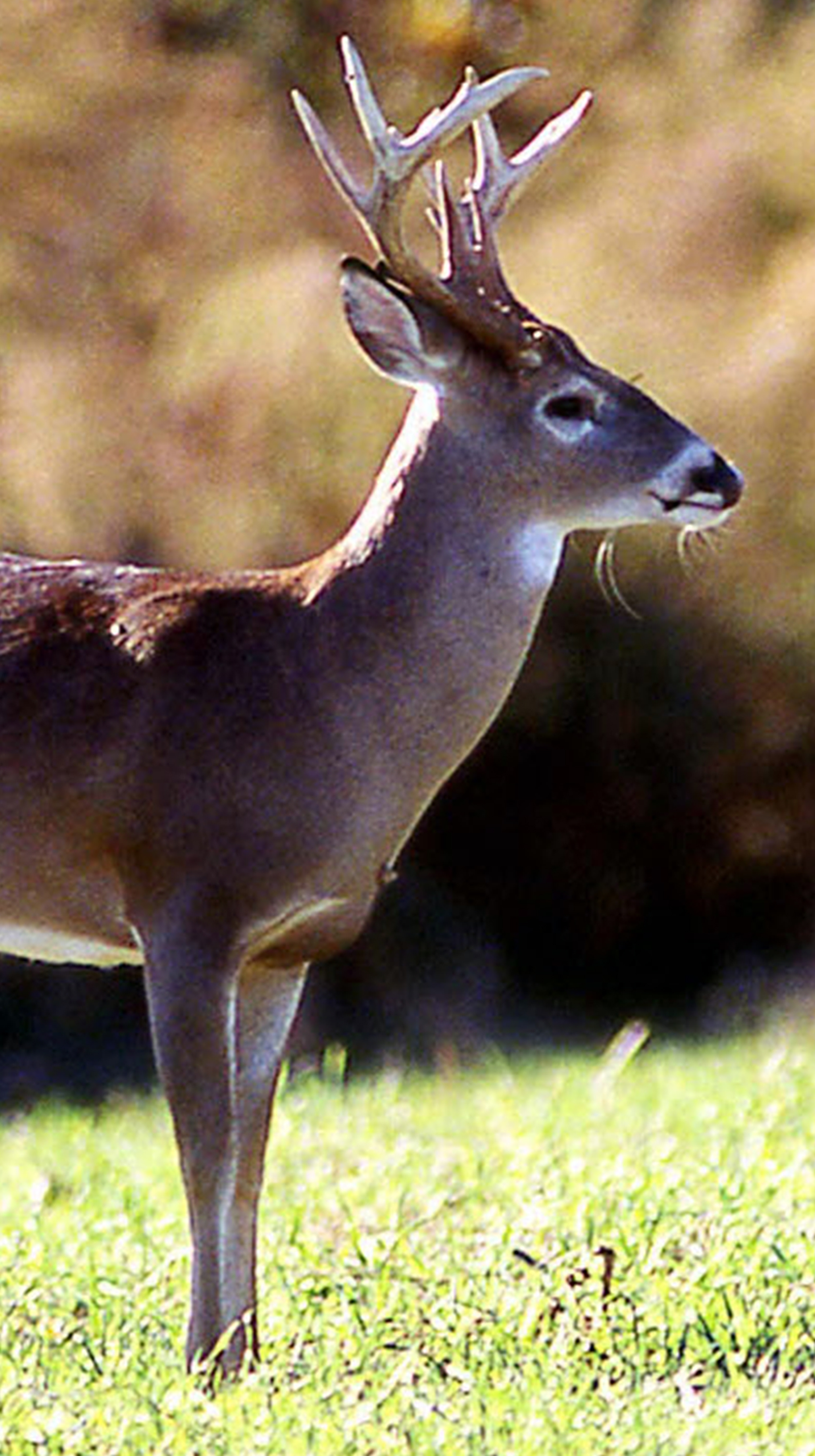 Bucks, does and fawn photographed in Alabama - al.com
