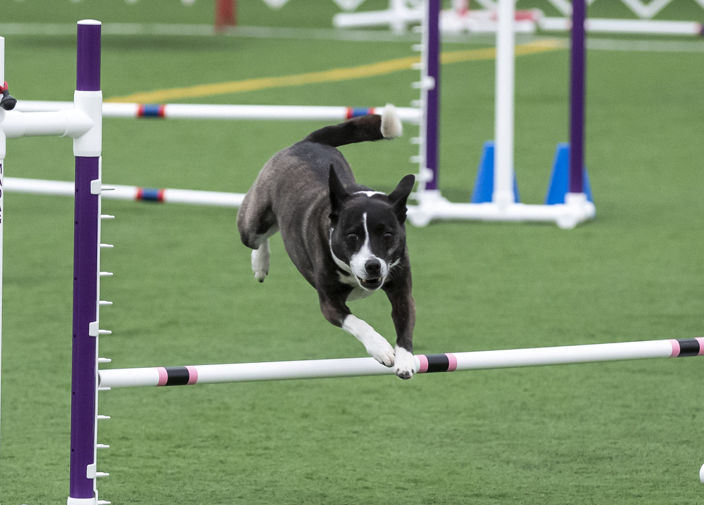 The 2019 USDAA Mid-Atlantic Dog Agility Showcase - pennlive.com