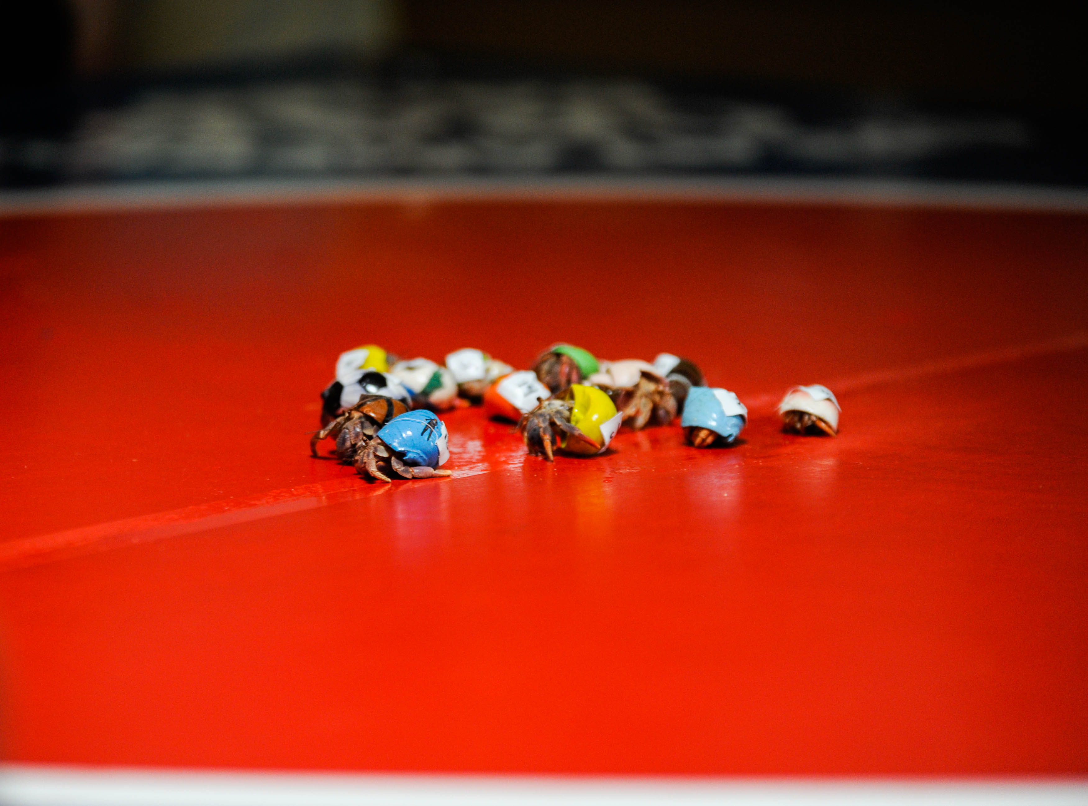 Crabs compete at the annual Great American Crab Races - mlive.com