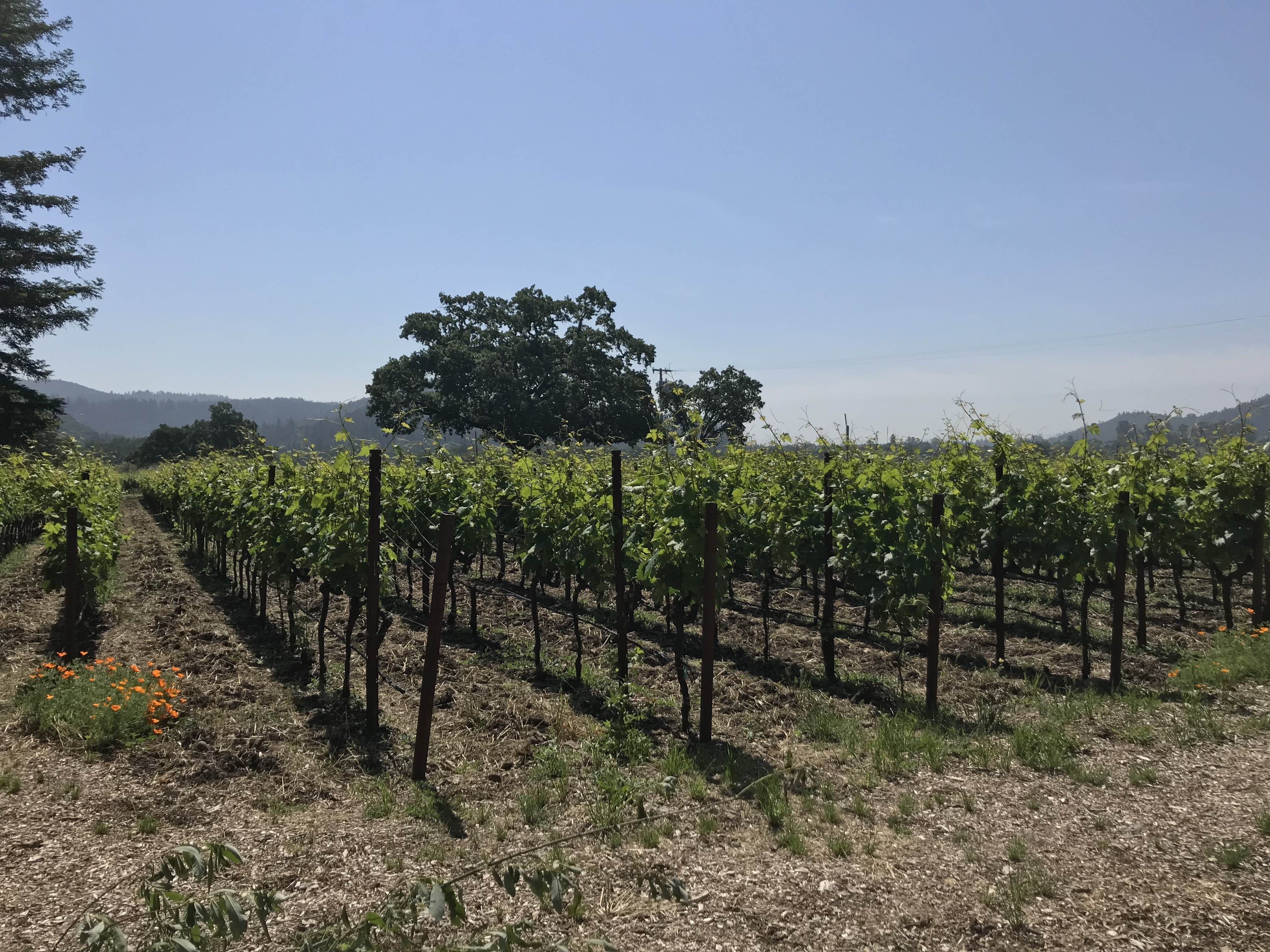 Wine Press - Turley Wine Cellars' Larry Turley (Interview, Review ...