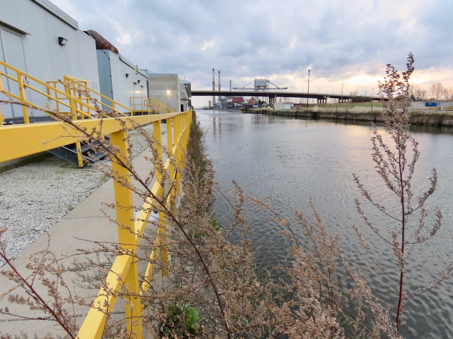 Asian carp control in Illinois - mlive.com