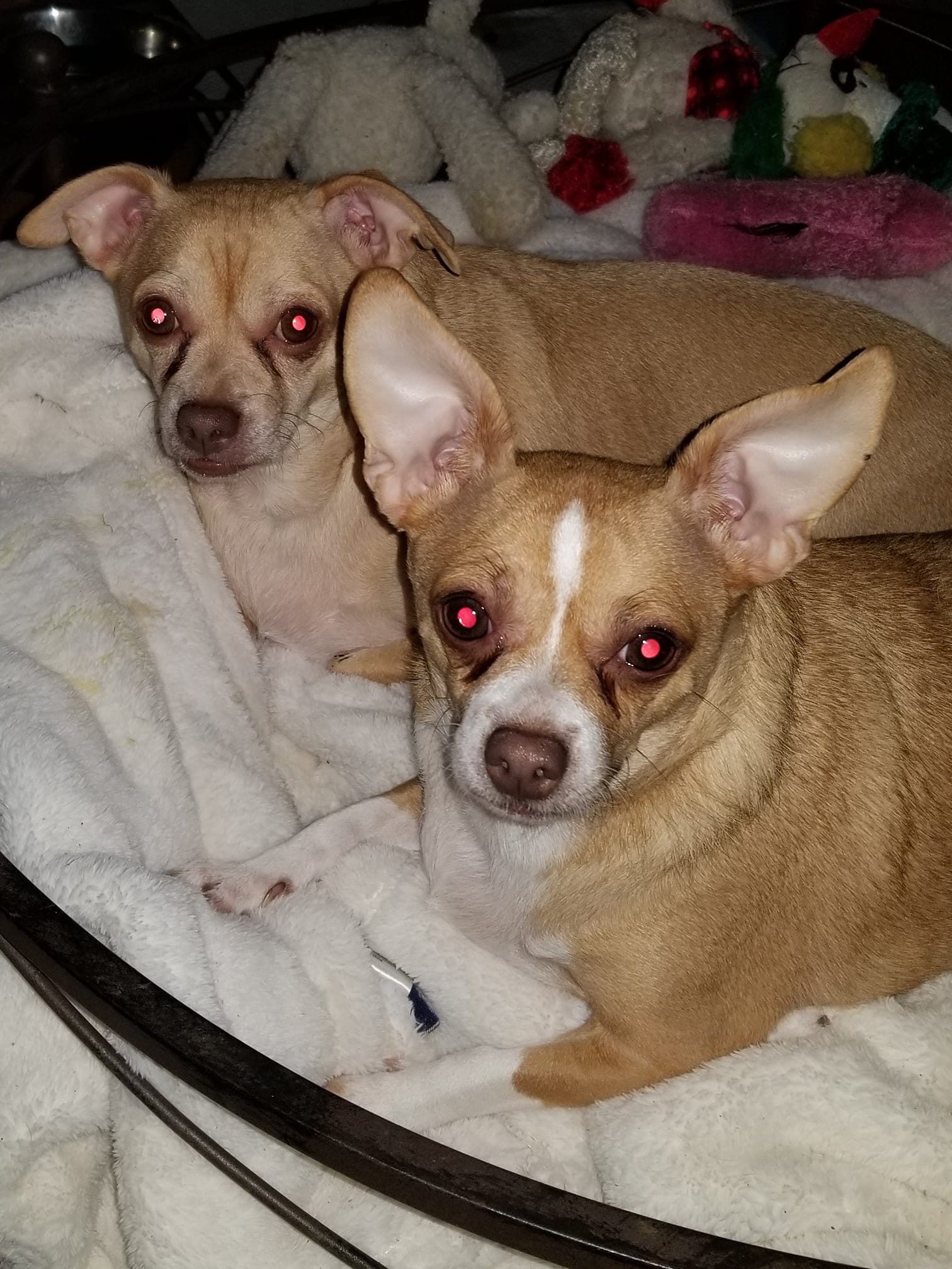 27 of the cutest rescue pets you can adopt this weekend on Staten ...