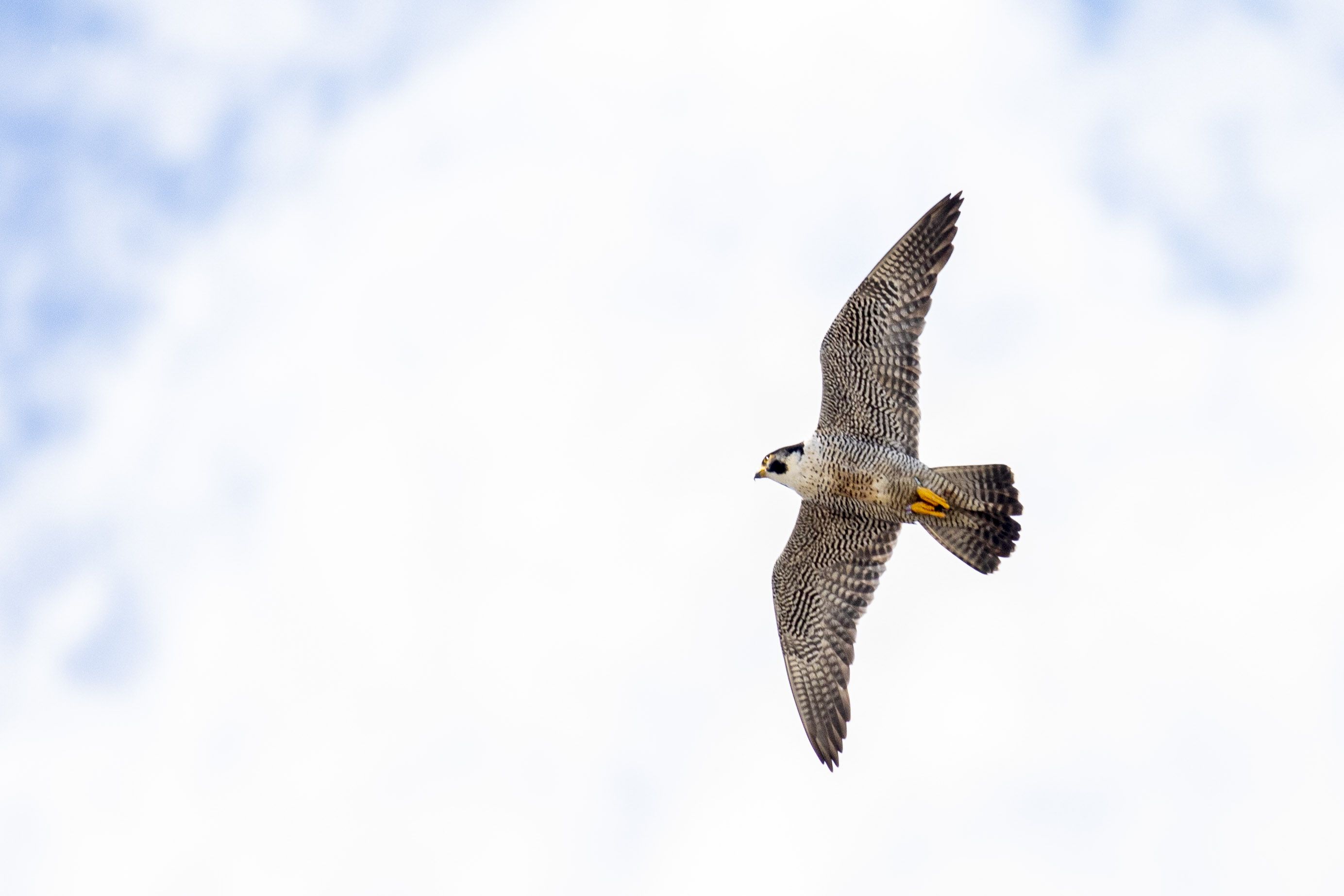 Peregrine falcons take flight in downtown Kalamazoo - mlive.com
