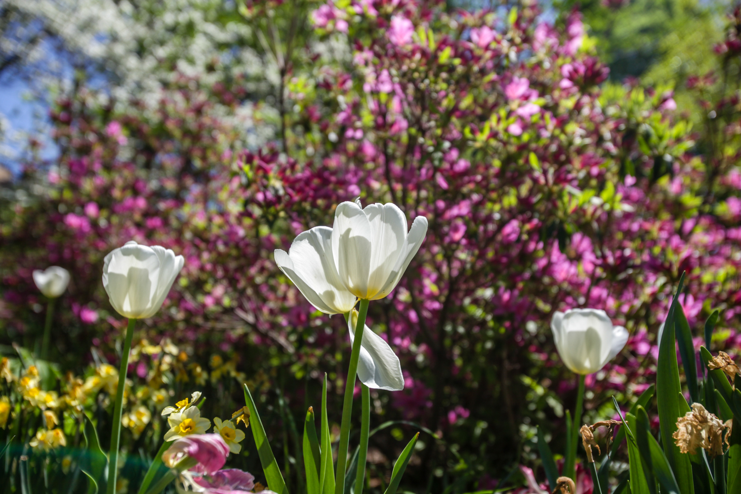 Parks on Tap 2019 at the Azalea Garden - pennlive.com