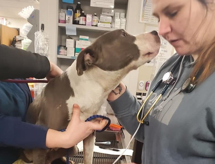 Pit bull rescued from rubble of exploded house - mlive.com