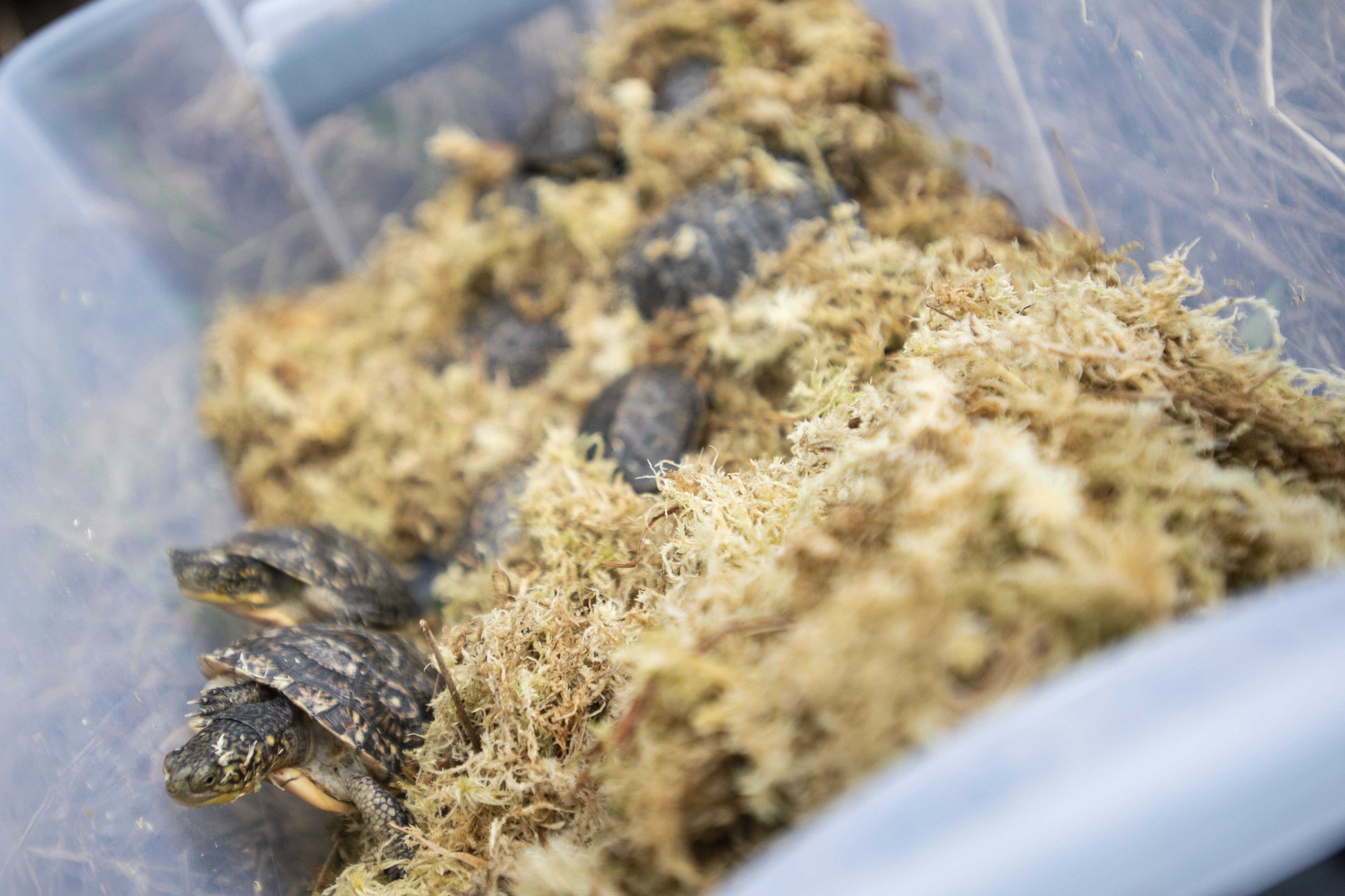 Rare Blanding's Turtles released into wetland by Consumers Energy ...