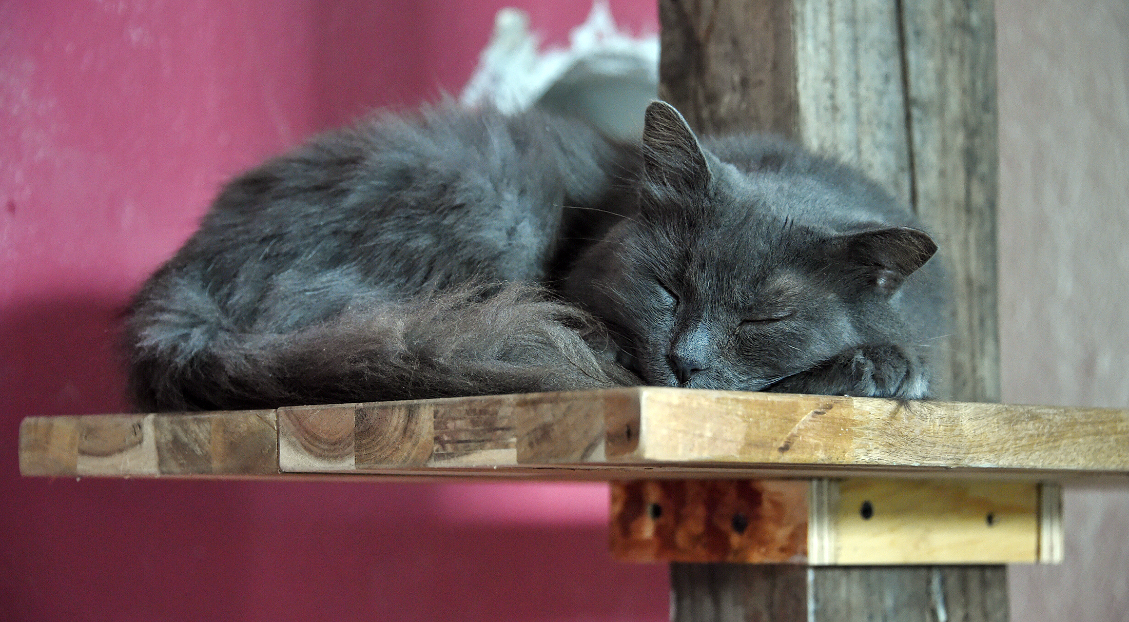 Check out Gatos and Beans, a cat friendly coffee shop in Birmingham ...