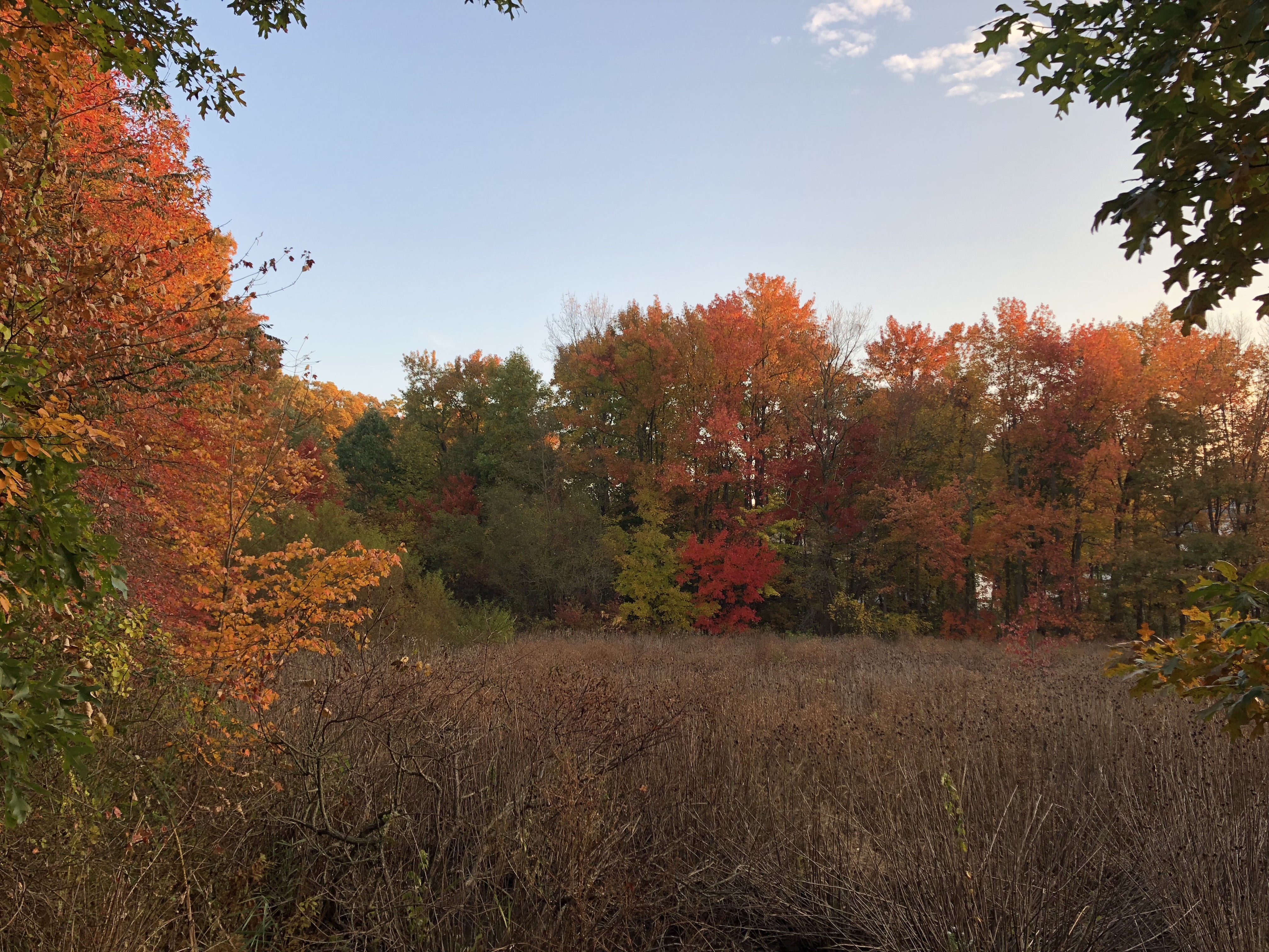 Fall foliage reaches near peek on the South Shore - silive.com