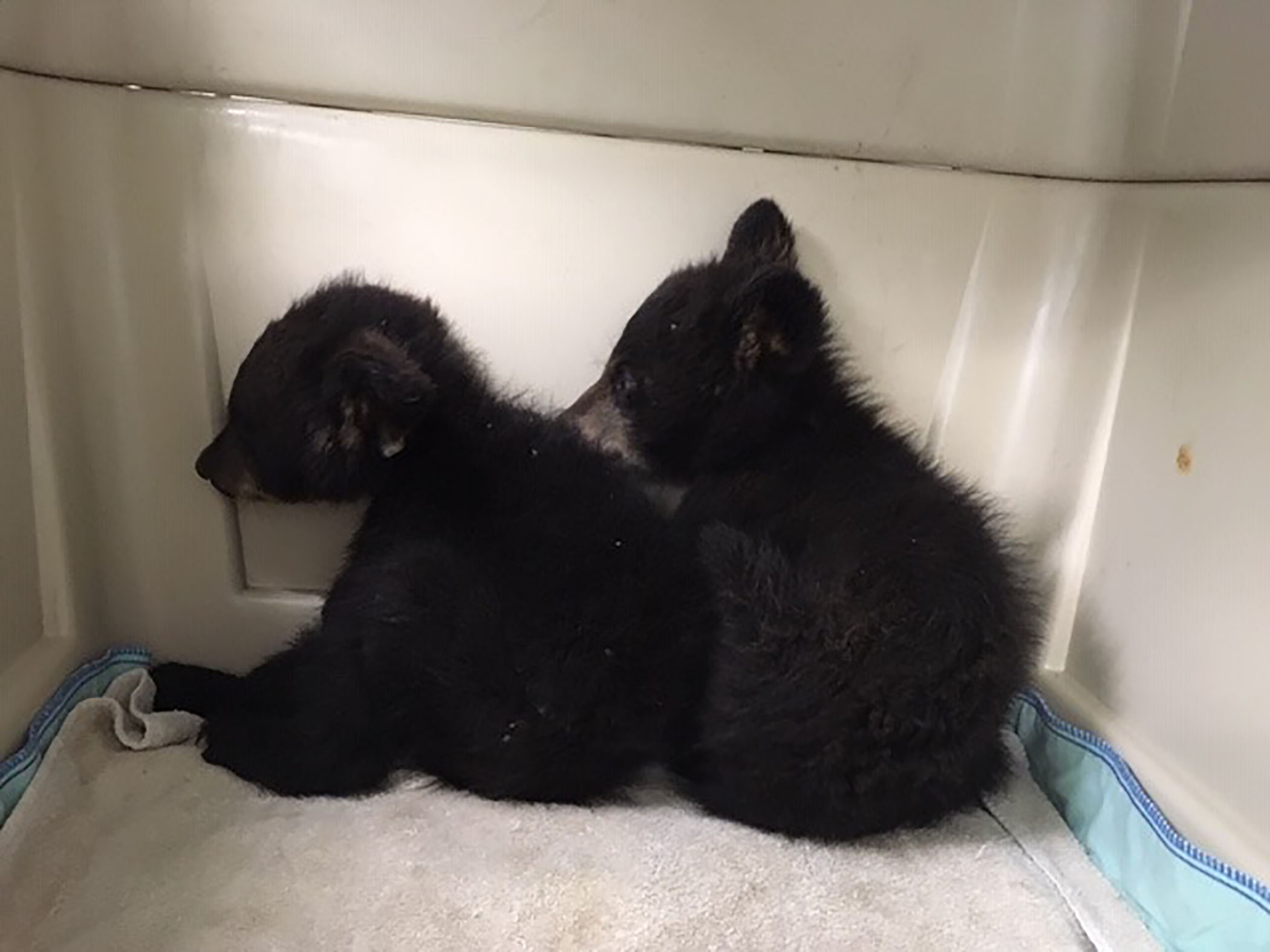Orphaned Pennsylvania bear cubs released into wild after recovery at ...
