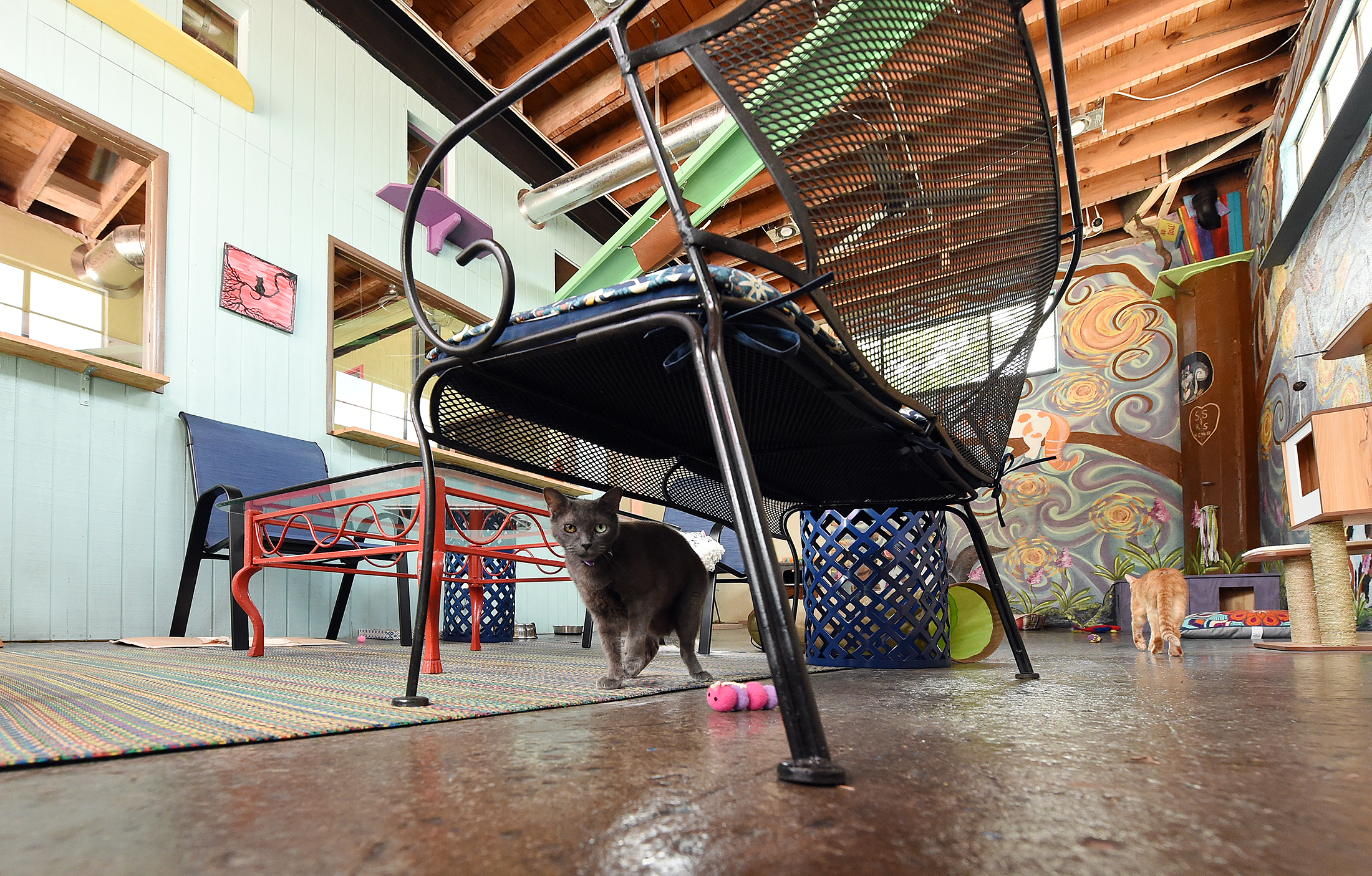 Check out Gatos and Beans, a cat friendly coffee shop in Birmingham ...