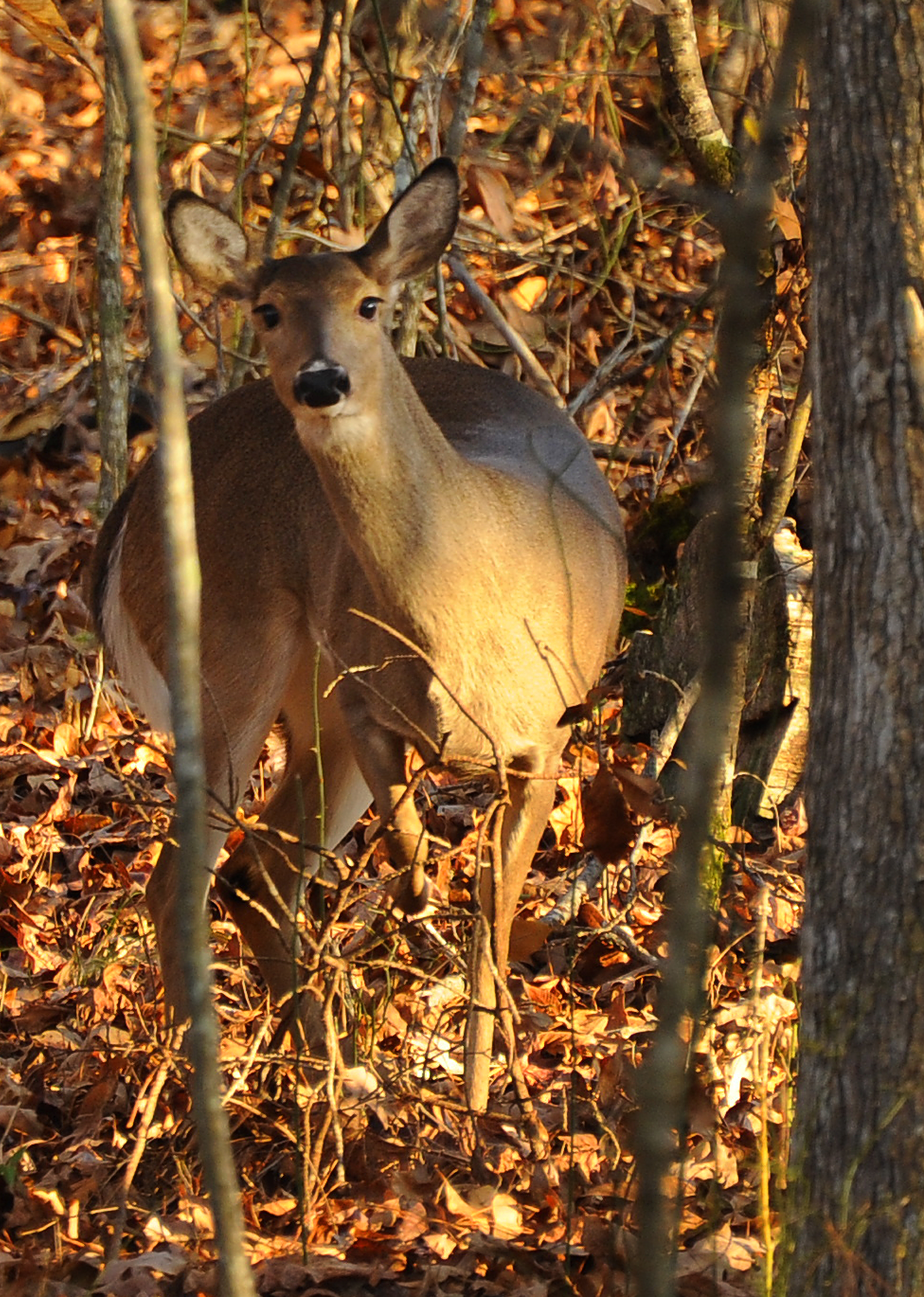 Bucks, does and fawn photographed in Alabama - al.com