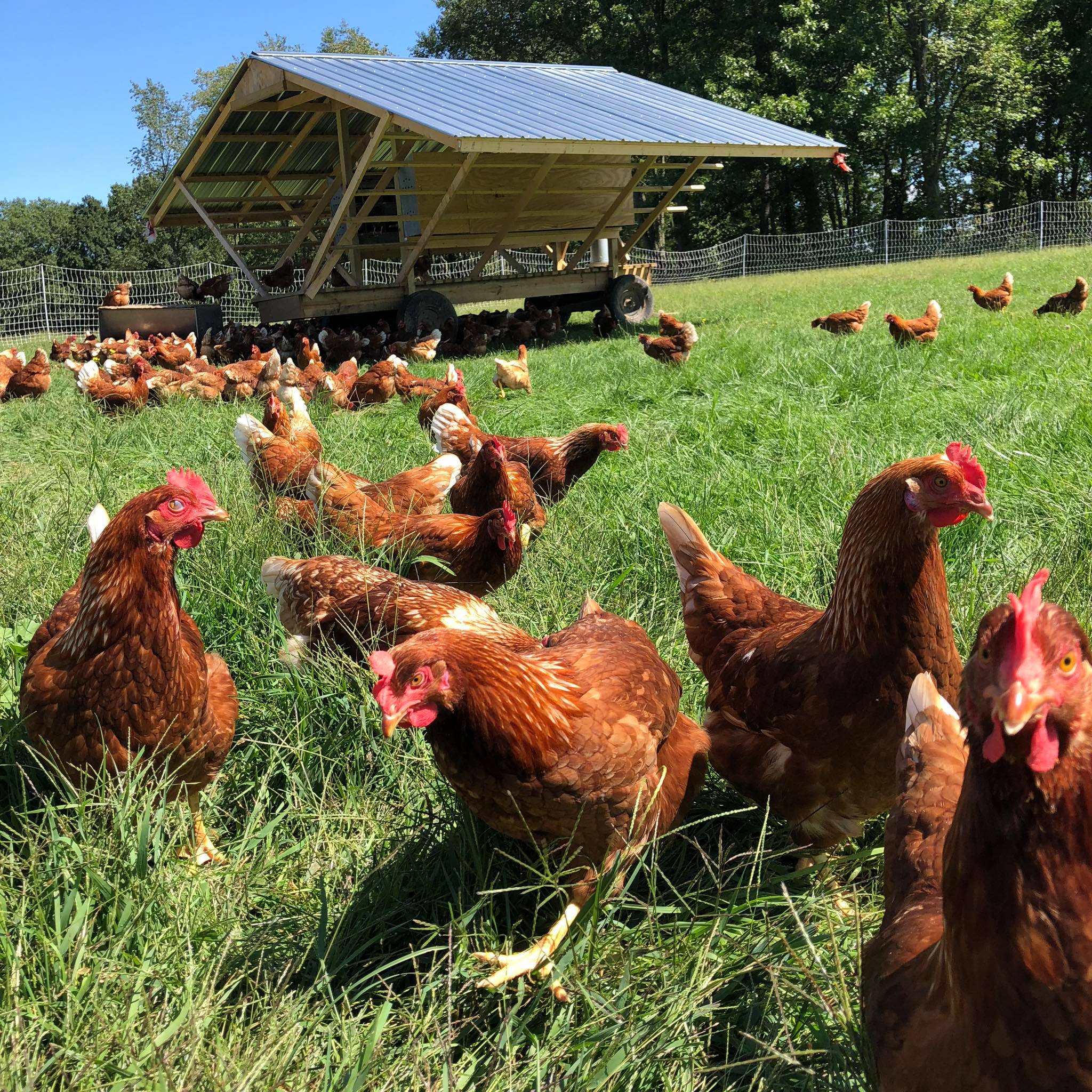 Joe's Farm sells to Ann Arbor restaurants - mlive.com