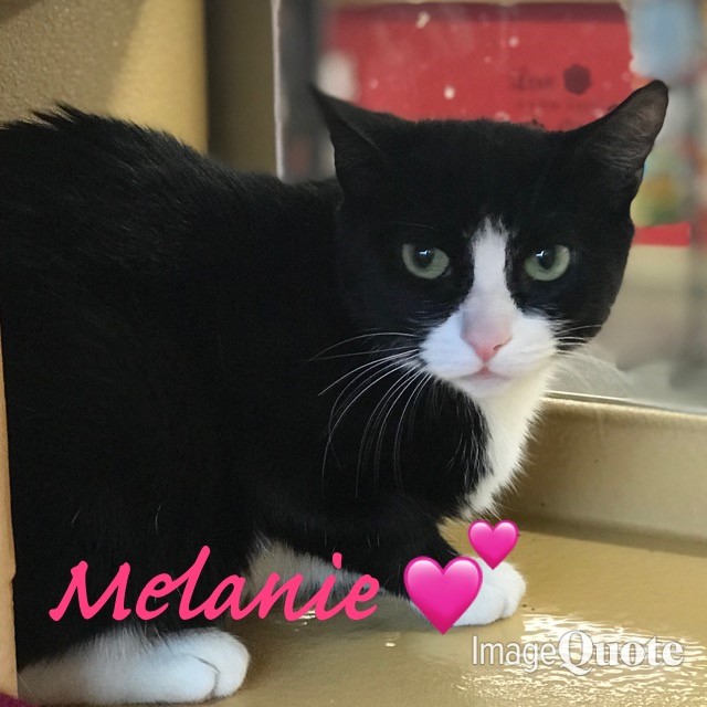 14 super cute rescue pets to adopt this weekend on Staten Island: March ...