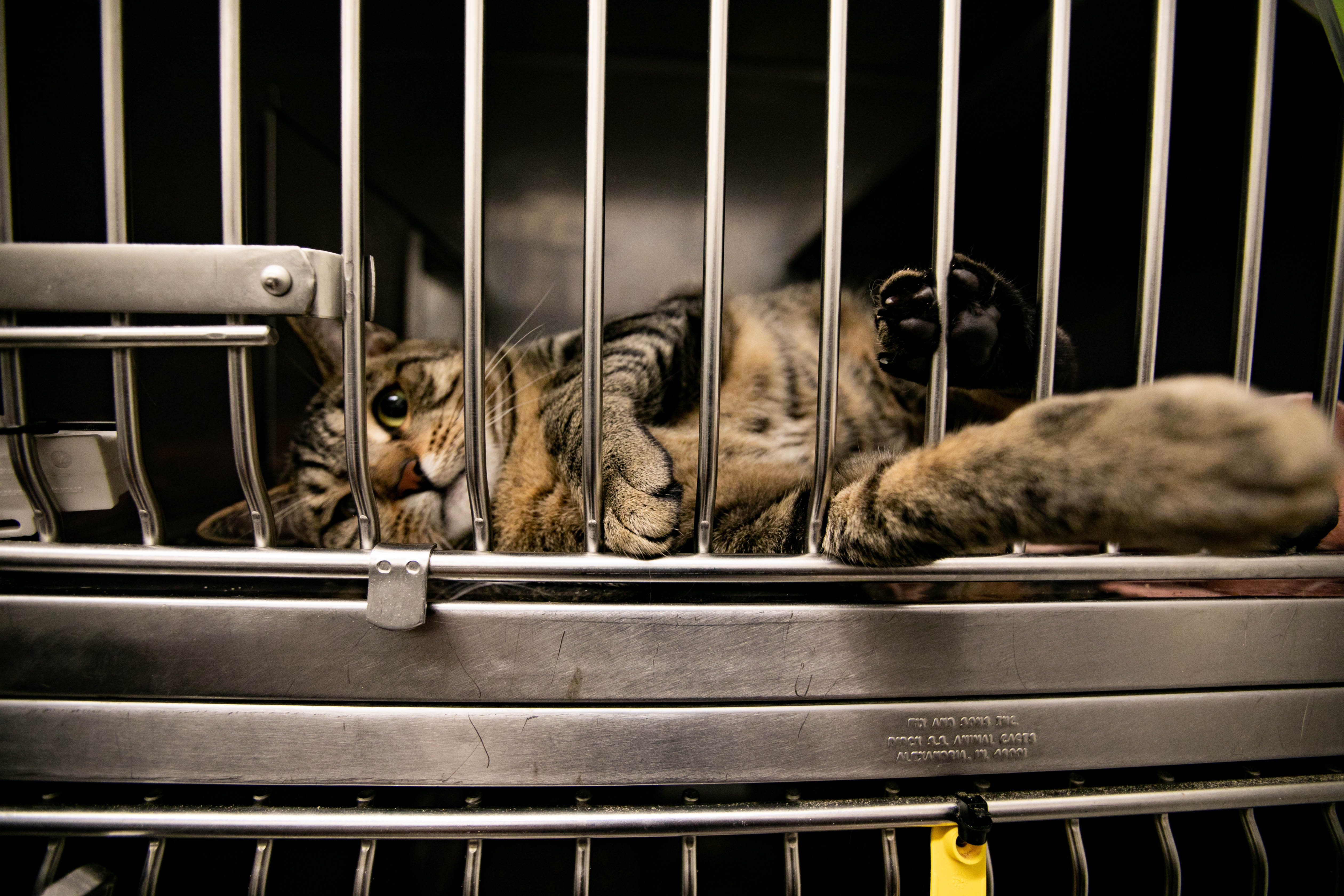 These furry friends at Bay County Animal Control need homes - mlive.com