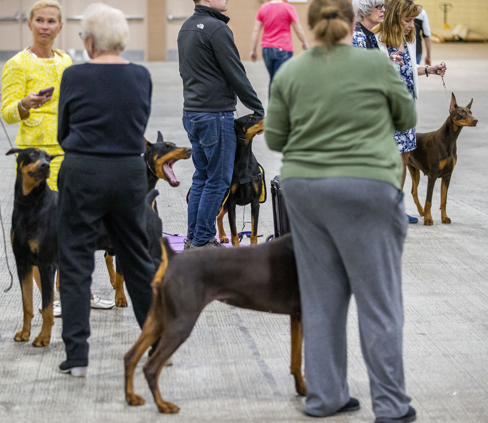 The 2019 Blue and Gray Cluster Dog Show in Harrisburg - pennlive.com
