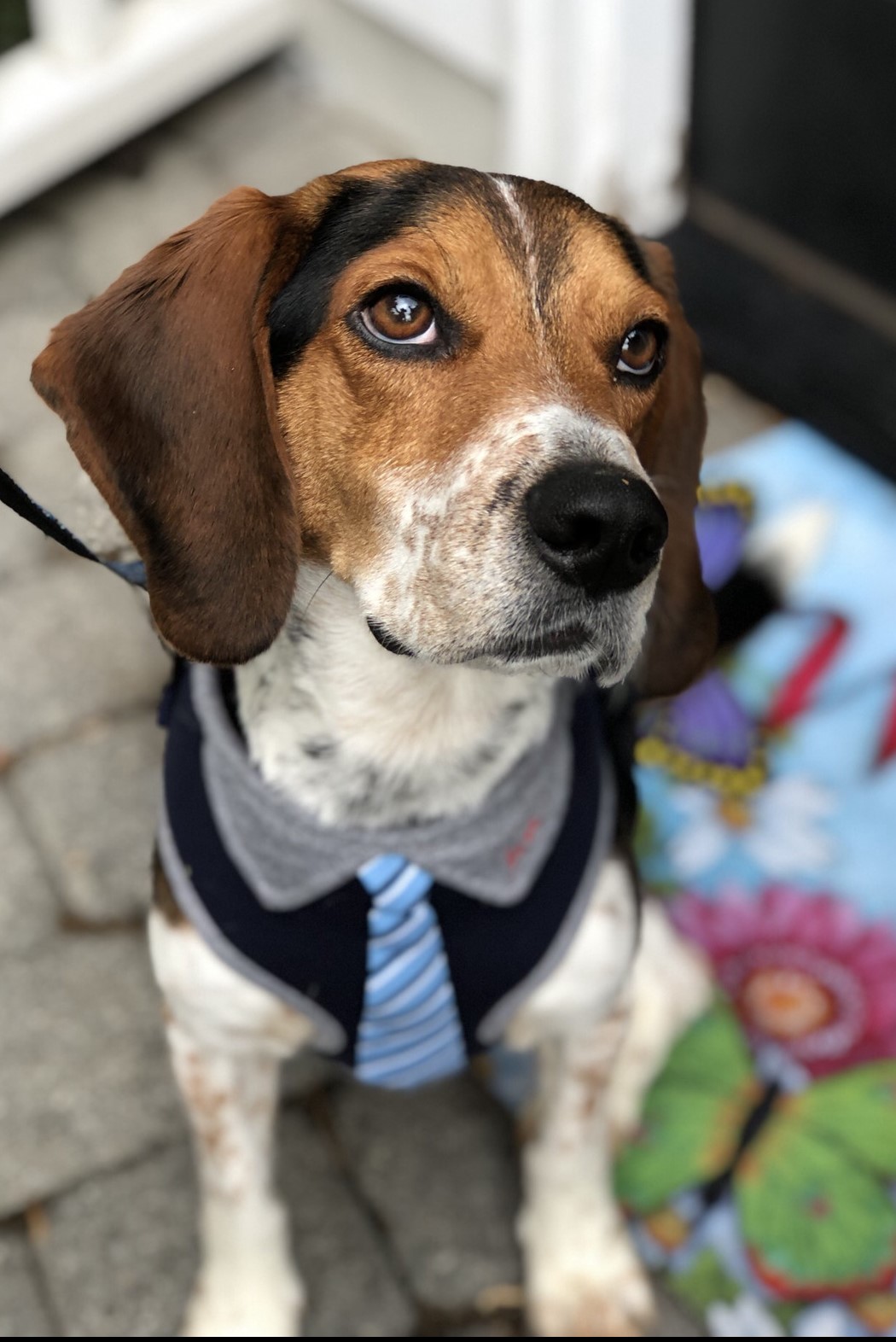 Adopt 21 love-at-first-lick pets on Staten Island this weekend: July 27 ...