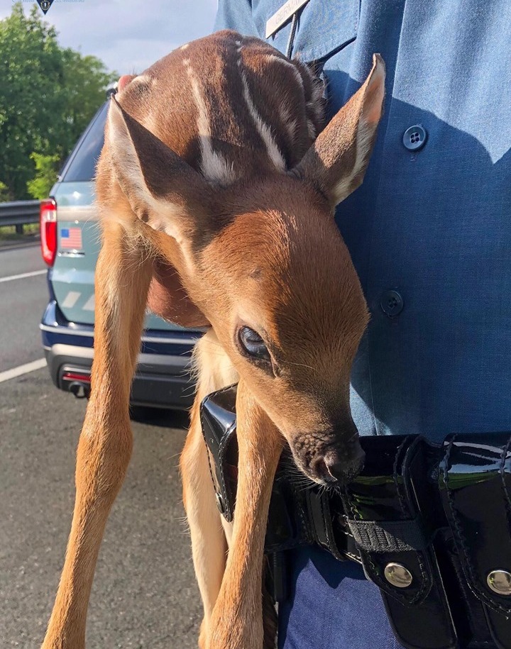 Massachusetts State Police trooper saves fawn - masslive.com