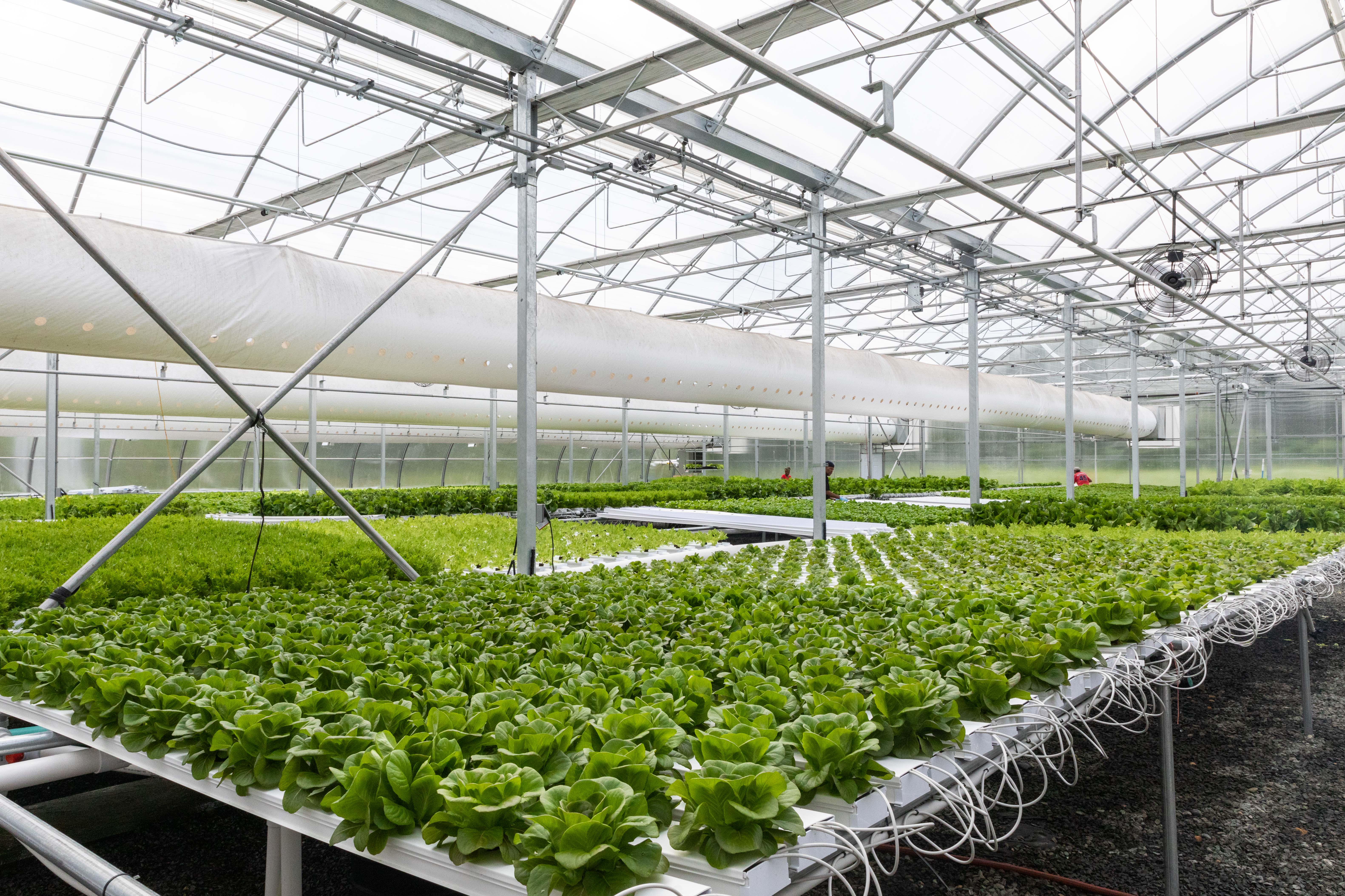 Wellspring Harvest greenhouse in Indian Orchard celebrates its first ...