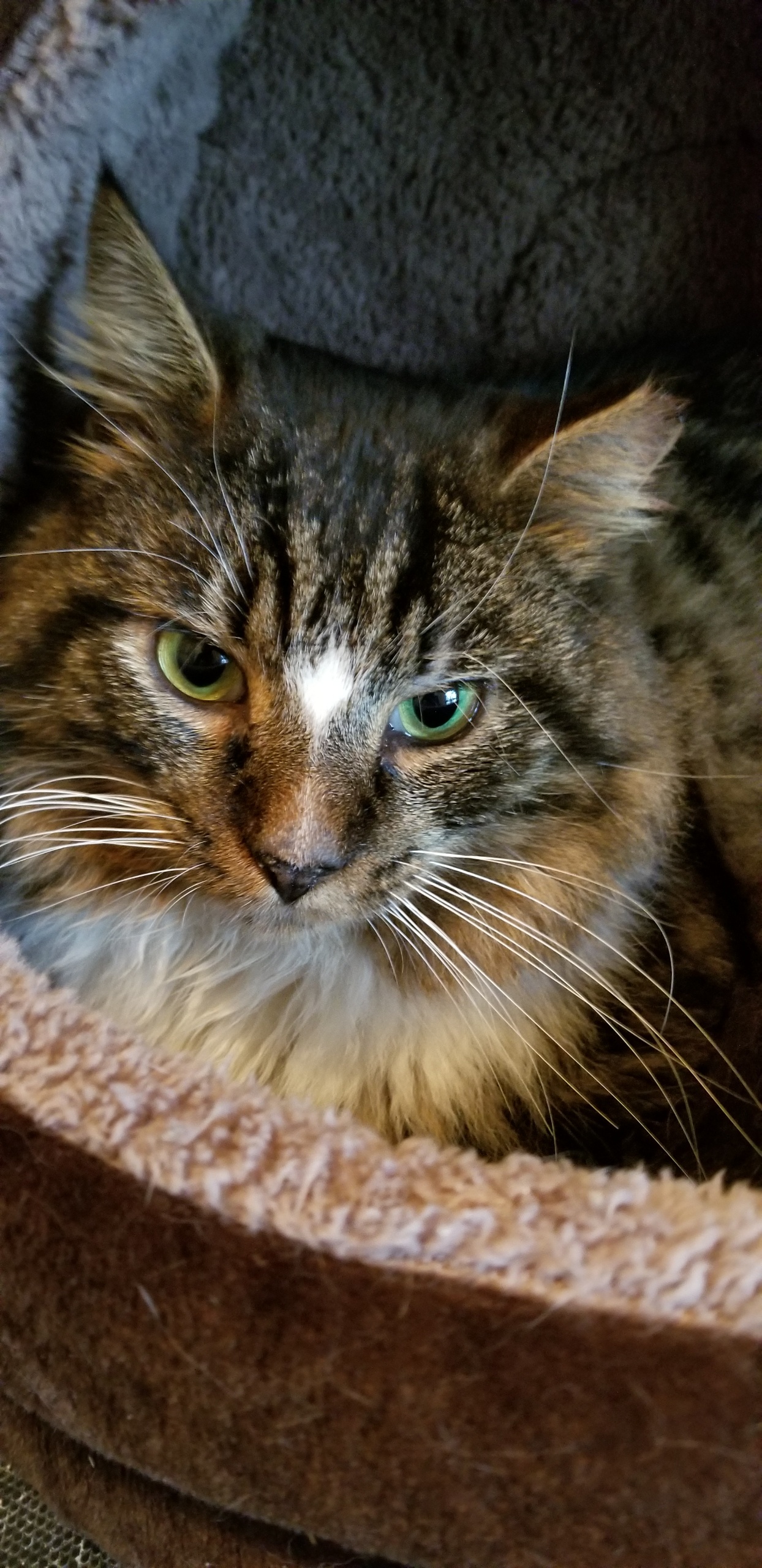 14 super cute rescue pets you can adopt this weekend on Staten Island ...