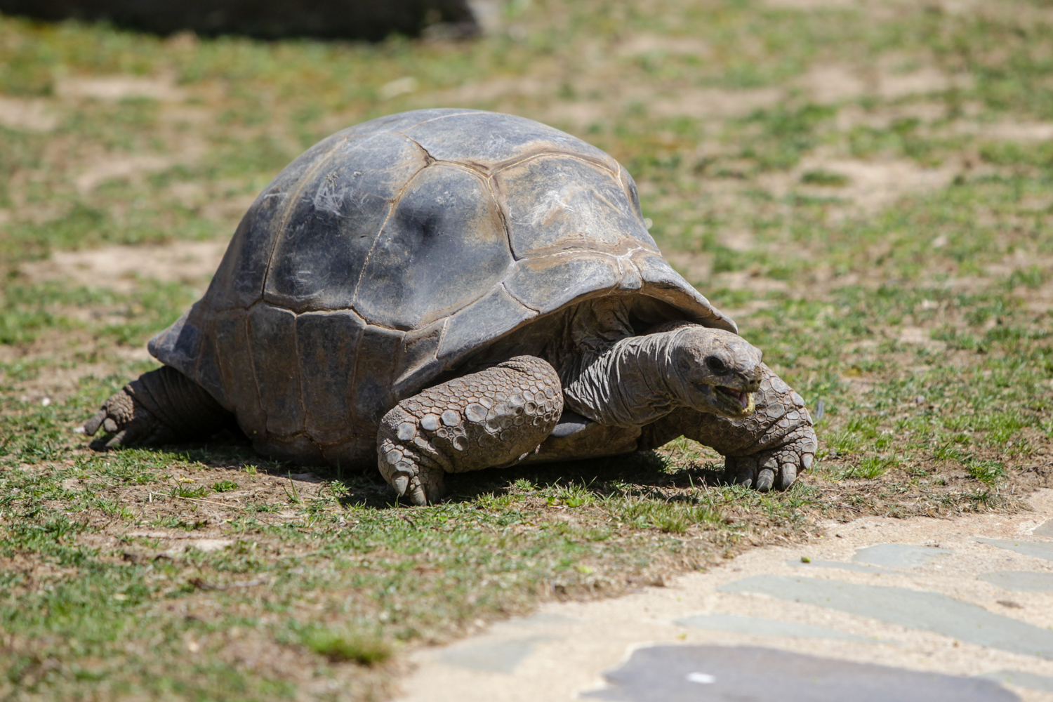 Philadelphia Zoo opens Creatures of Habitat exhibit and Zoo Key ...