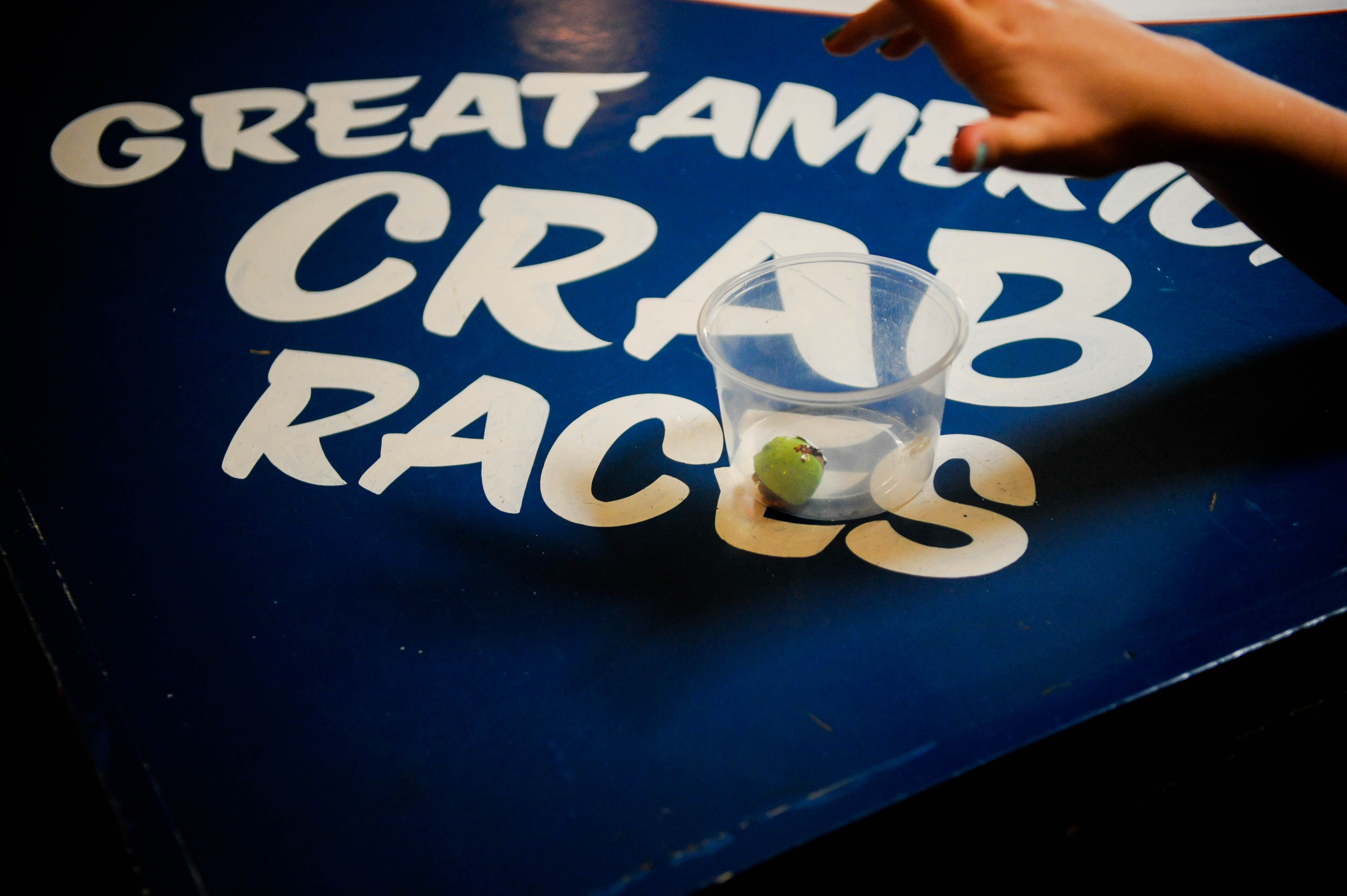 Crabs compete at the annual Great American Crab Races - mlive.com
