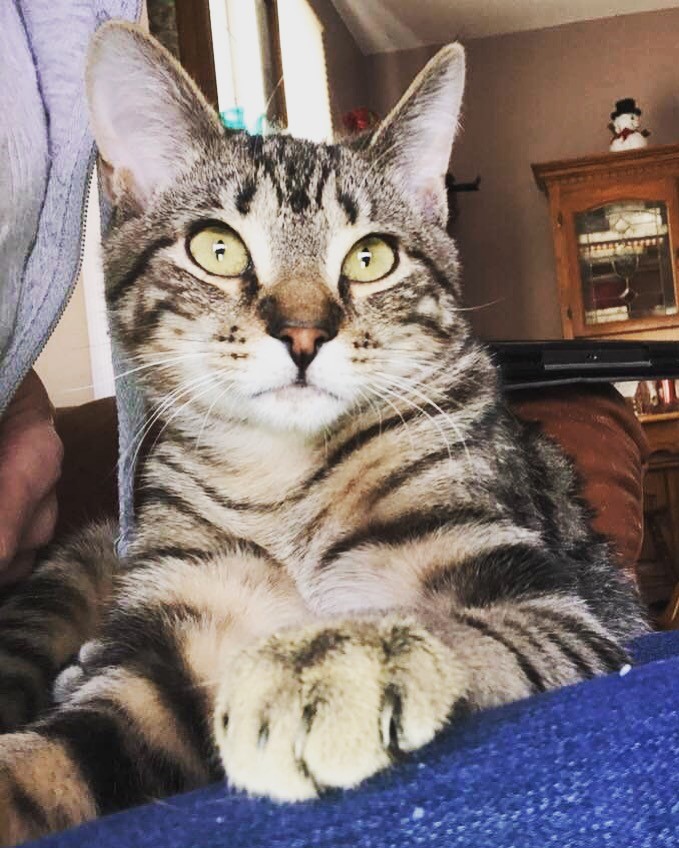 14 super cute rescue pets you can adopt this weekend on Staten Island ...