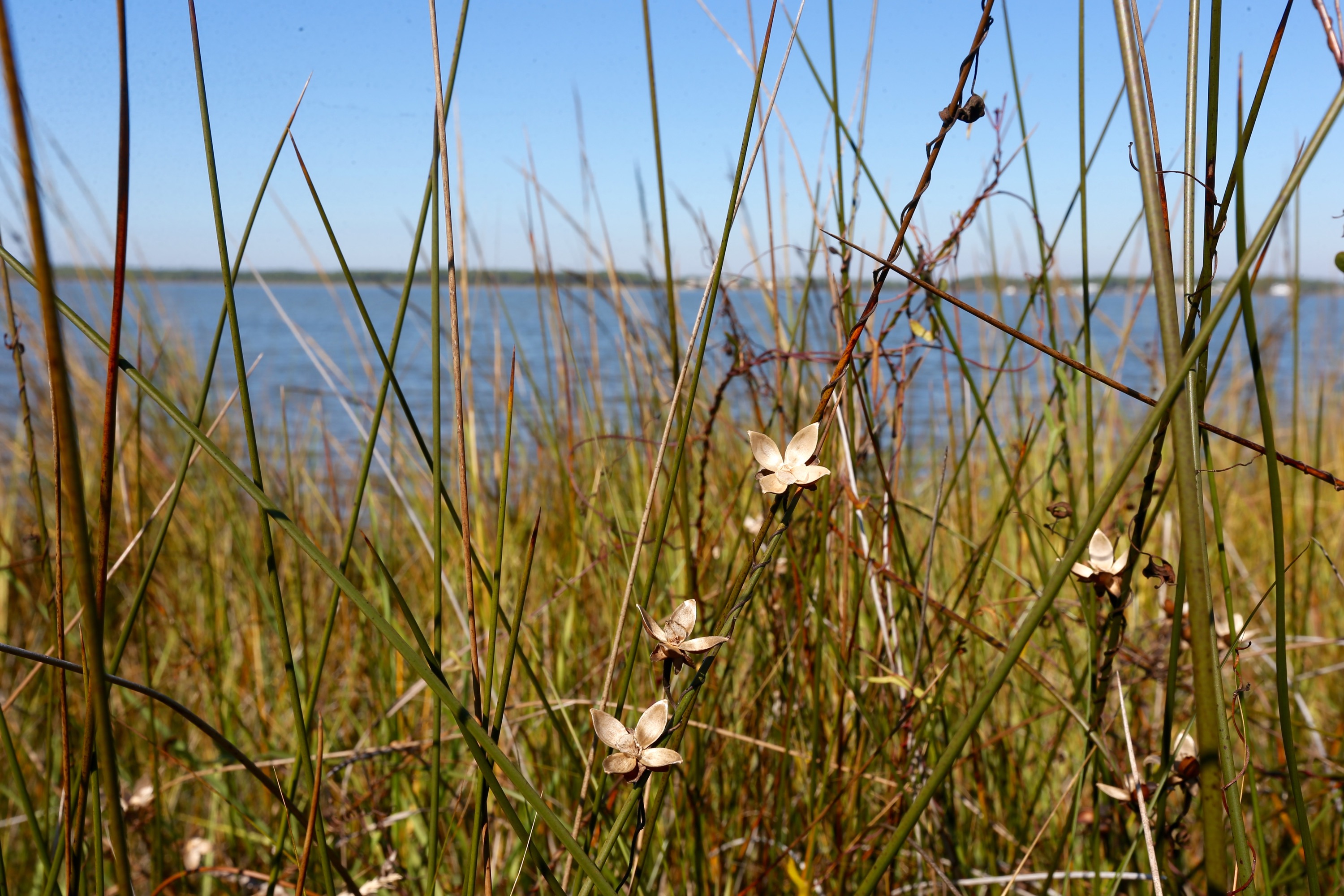 Alabama's BP projects - al.com