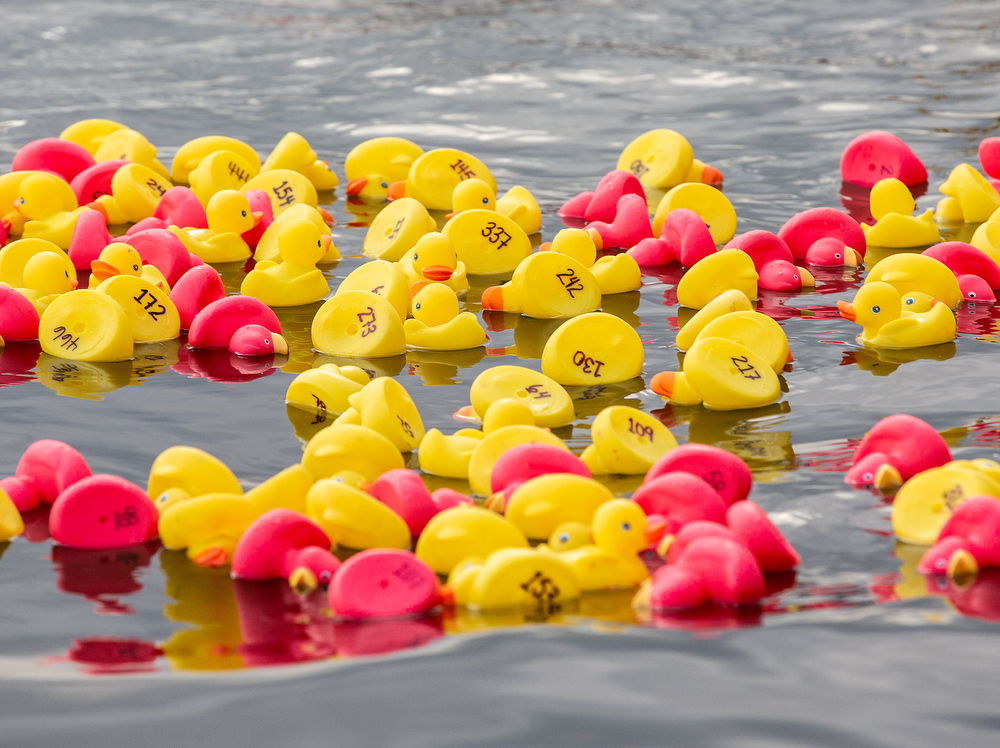 Rubber Duck Race at Kipona 2019 - pennlive.com