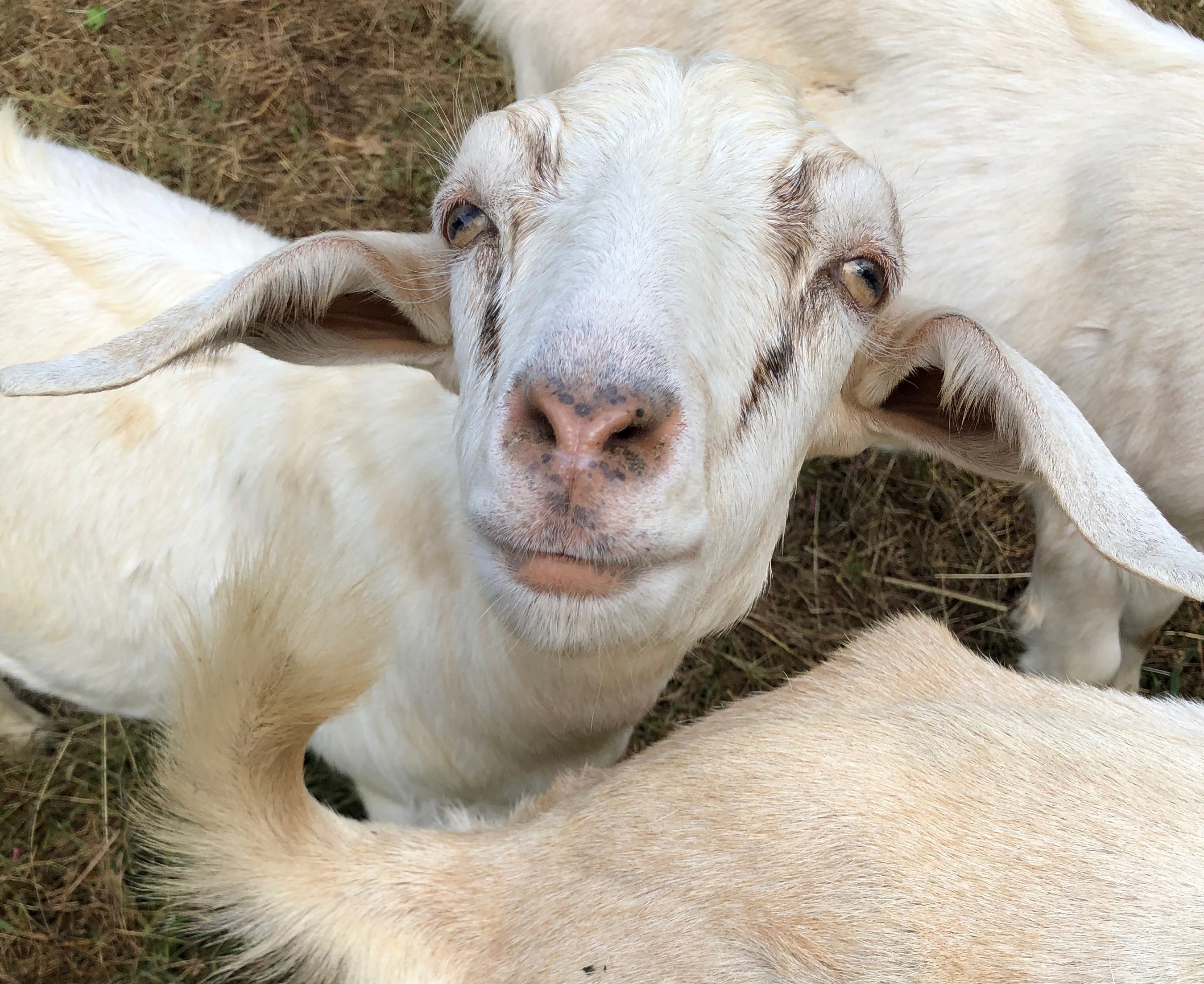 Homeless goats at Animal Rescue - pennlive.com