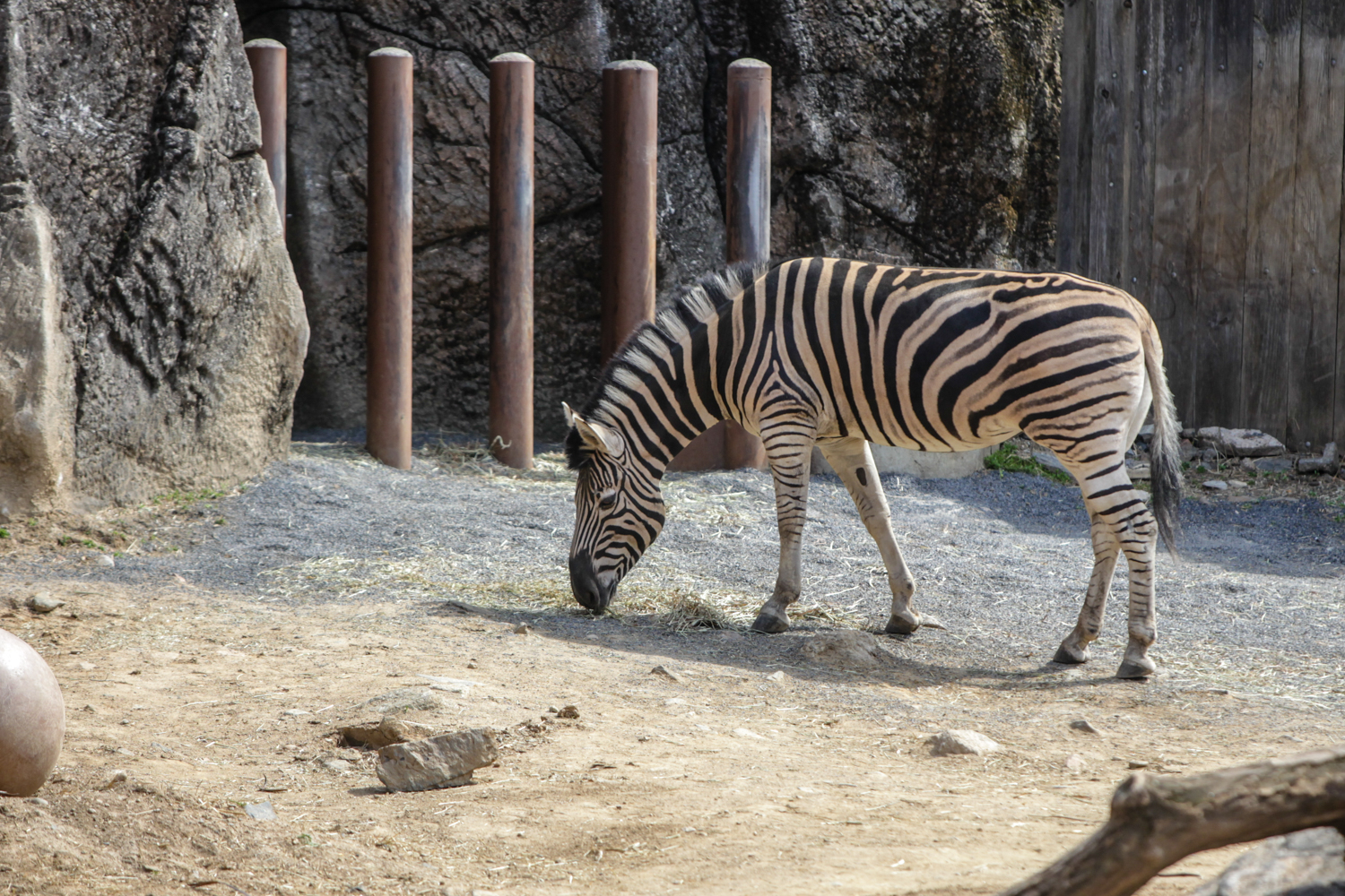 Philadelphia Zoo opens Creatures of Habitat exhibit and Zoo Key ...