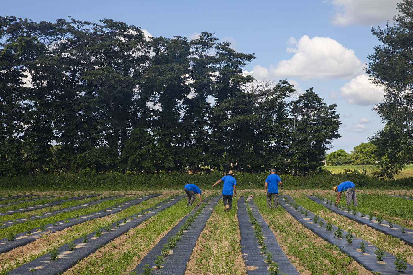 Paw Paw Hemp Company - mlive.com