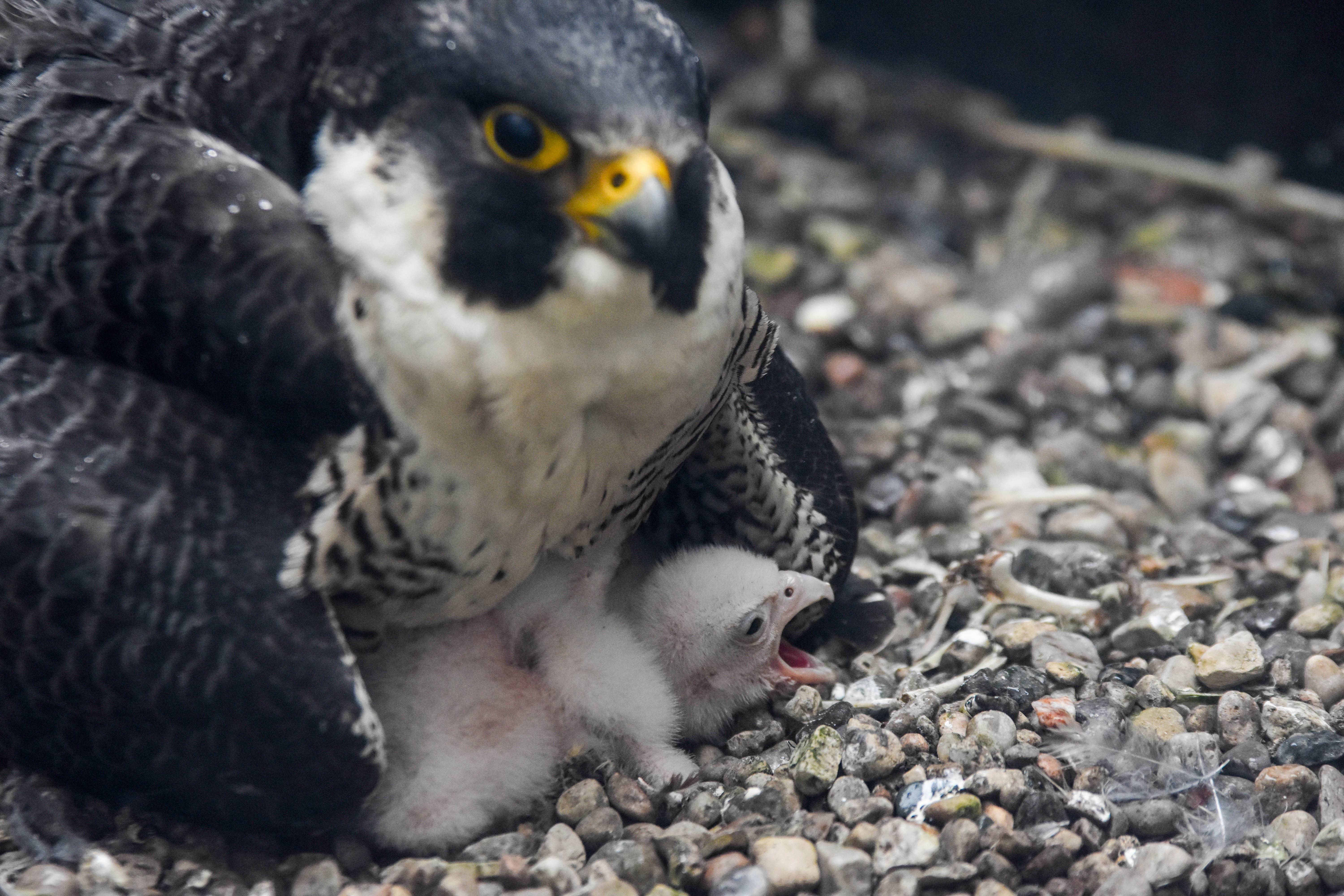 Baby peregrine falcons atop the Jackson County Tower Building - mlive.com